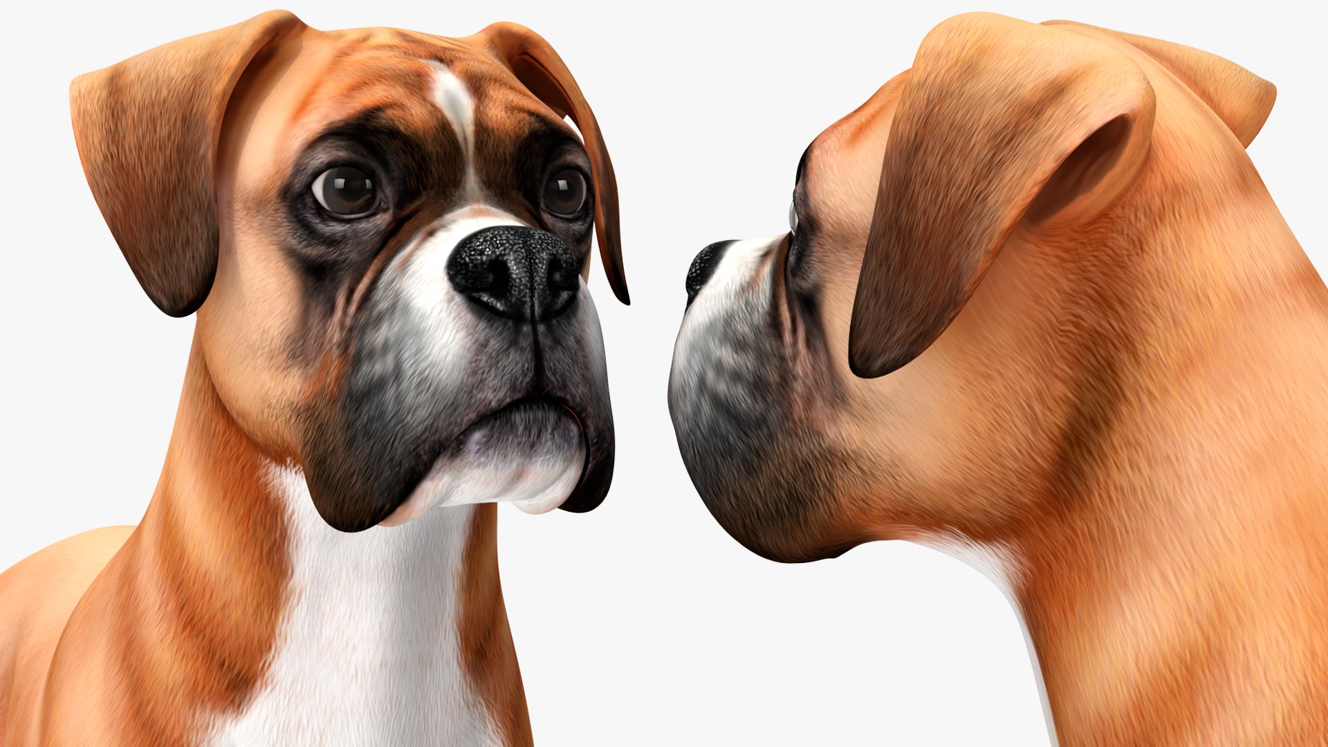 Boxer Dog For 3D Print 3D Model - TurboSquid 2282732
