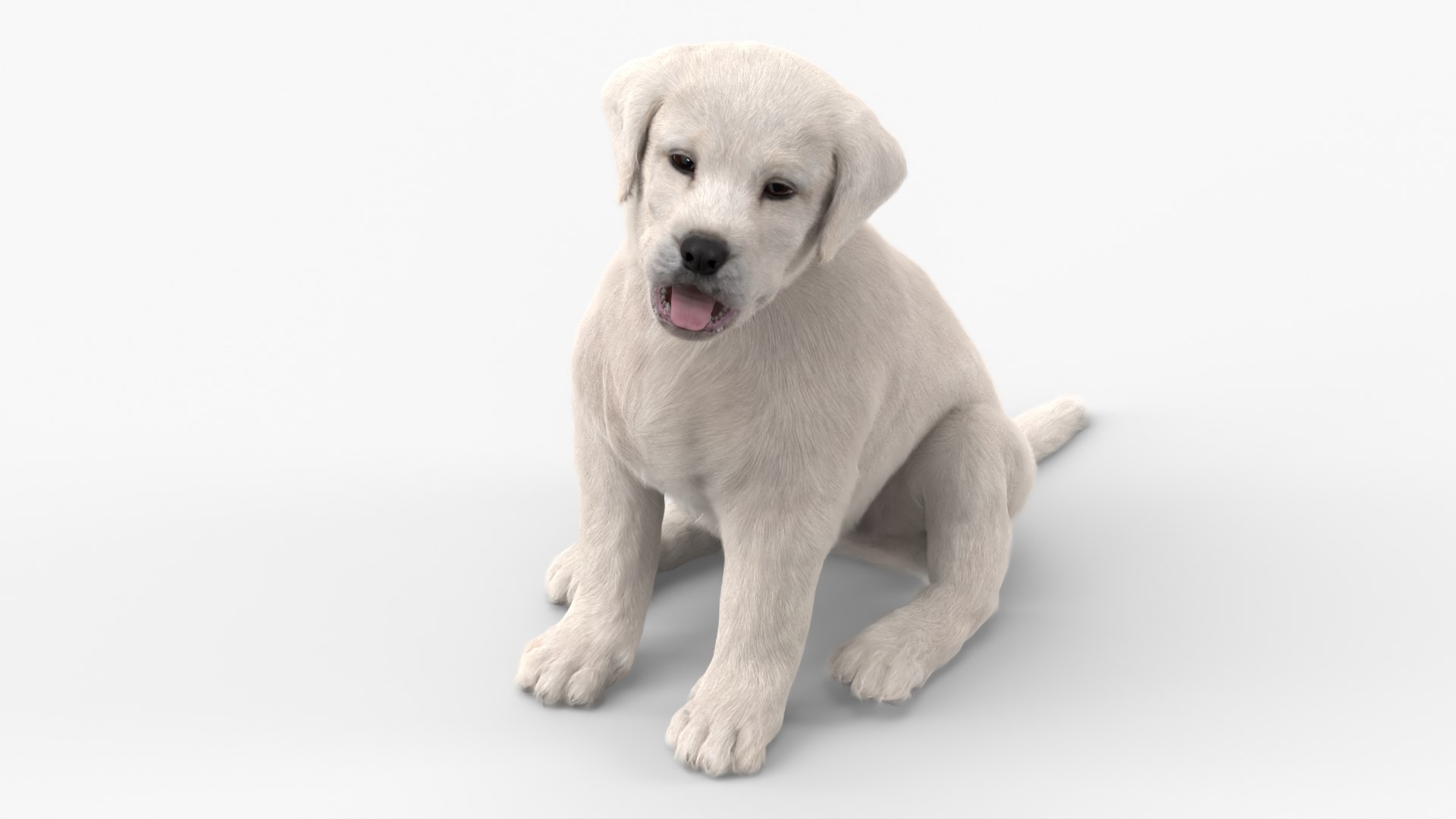 White Labrador Retriever Puppy Sitting Pose Fur 3D Model - TurboSquid ...