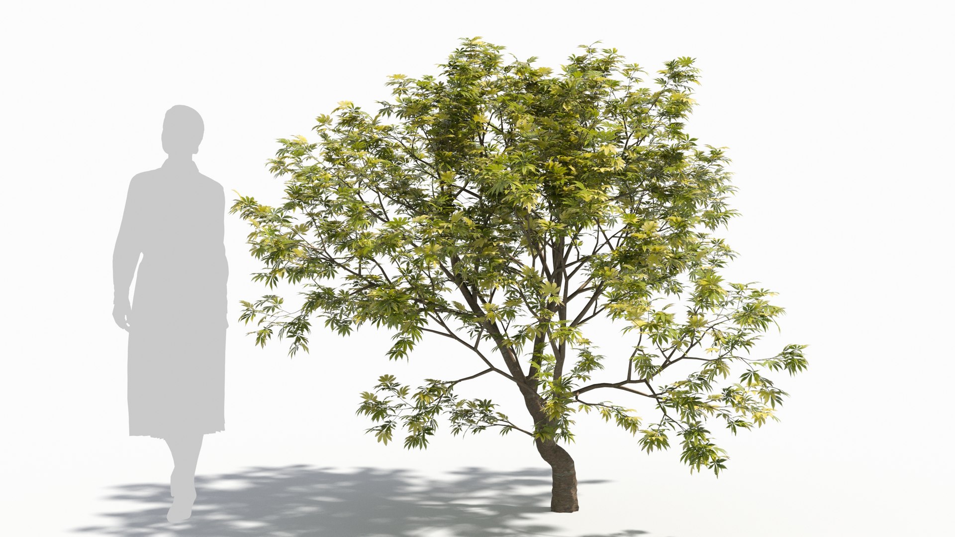 Acer Palmatum Model - TurboSquid 2047937