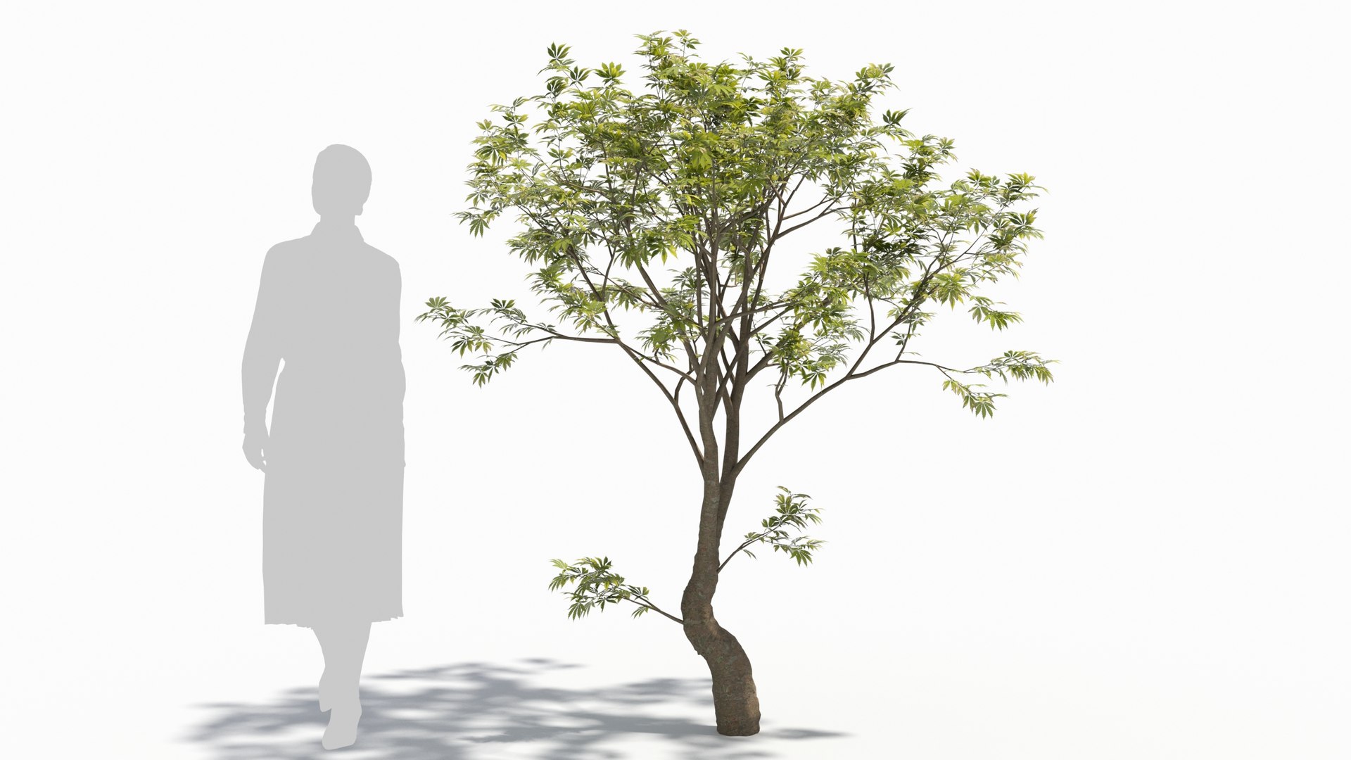 Acer Palmatum Model - TurboSquid 2047937