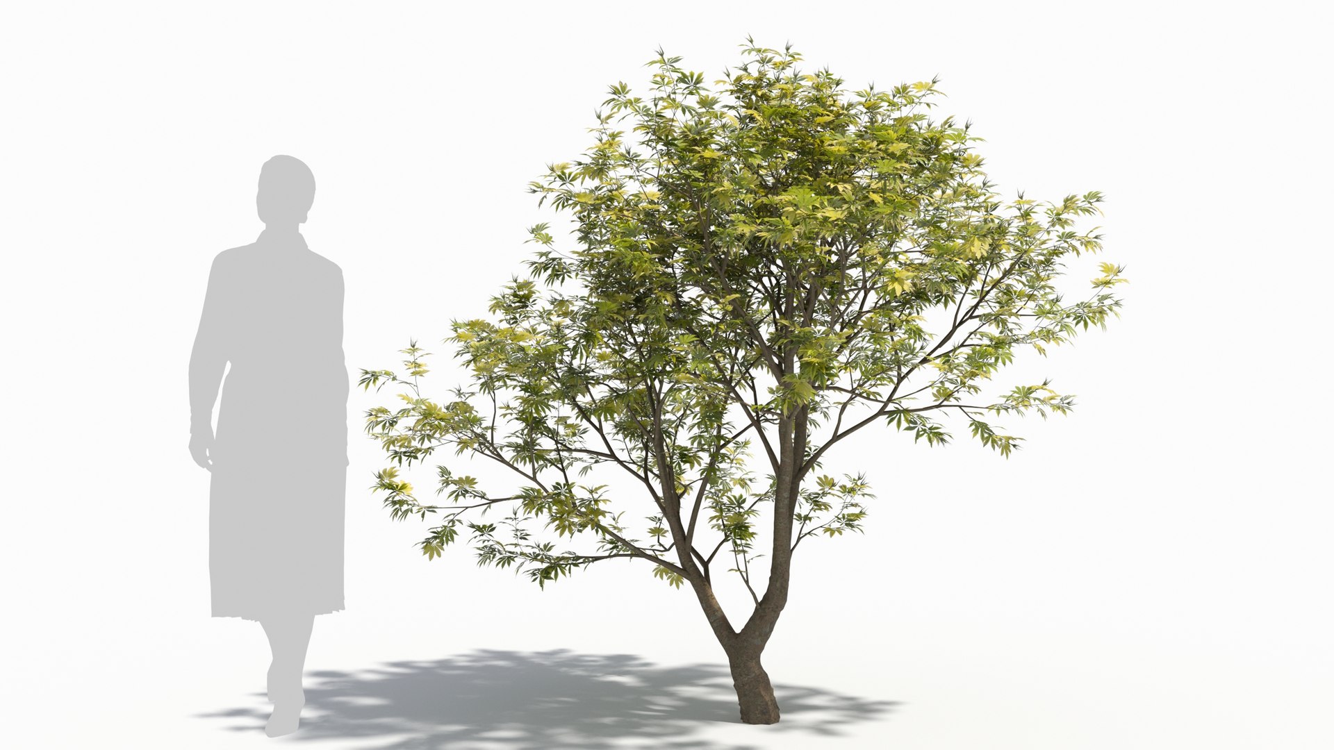 Acer Palmatum Model - TurboSquid 2047937