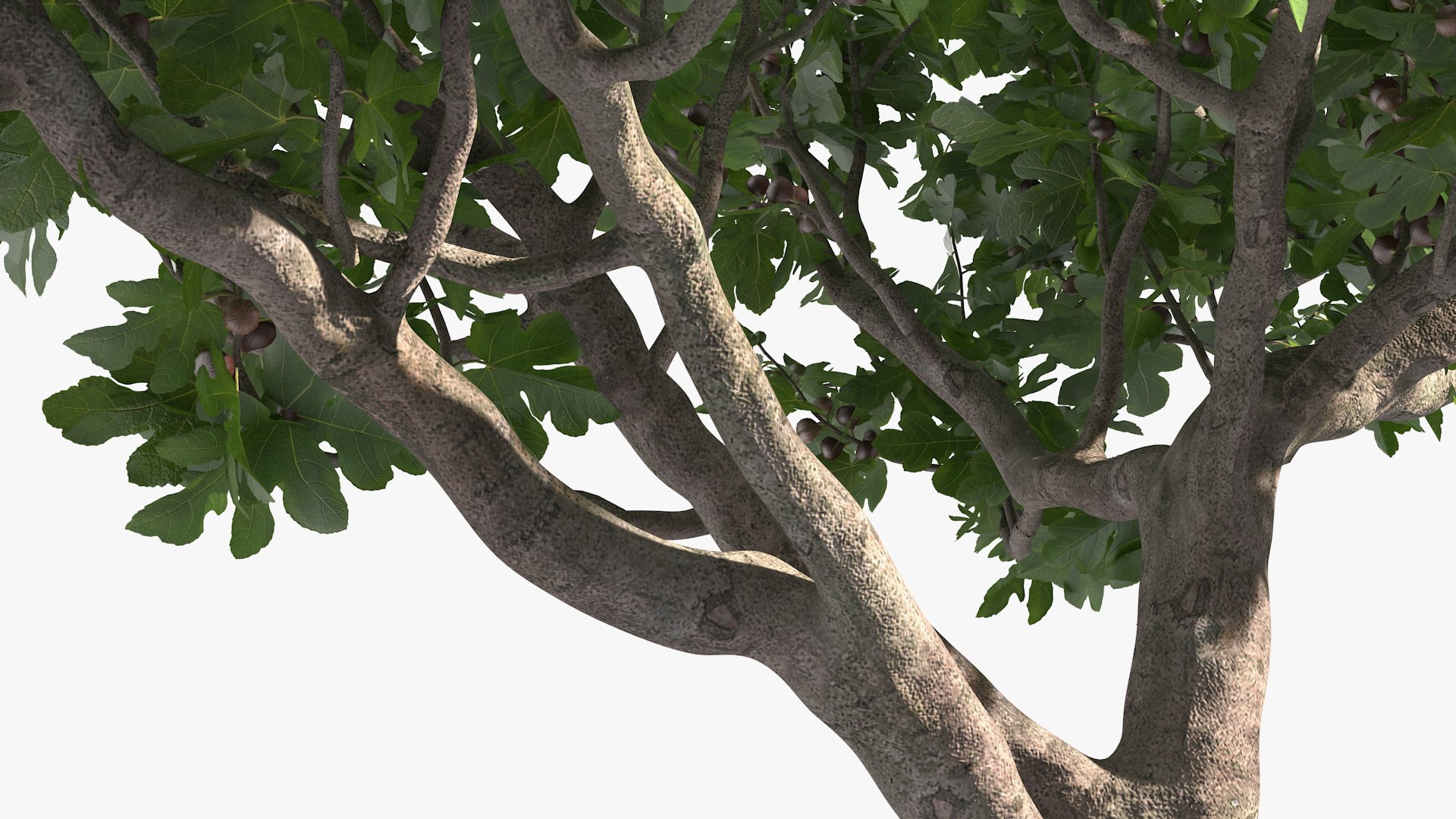 3D big fig tree fruits - TurboSquid 1681189