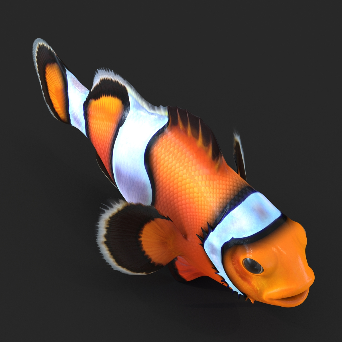 clownfish rigged c4d