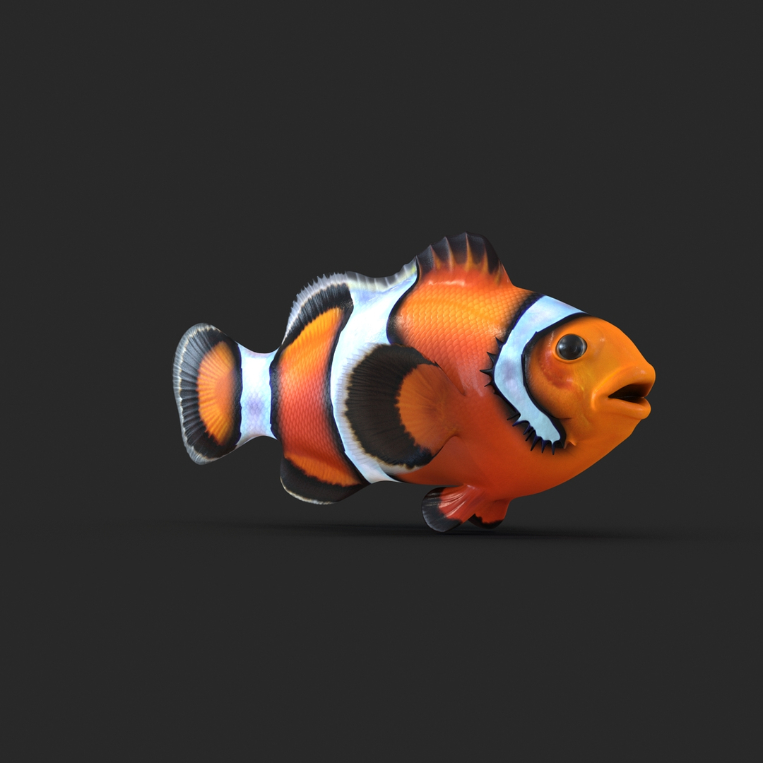 Clownfish Rigged C4d
