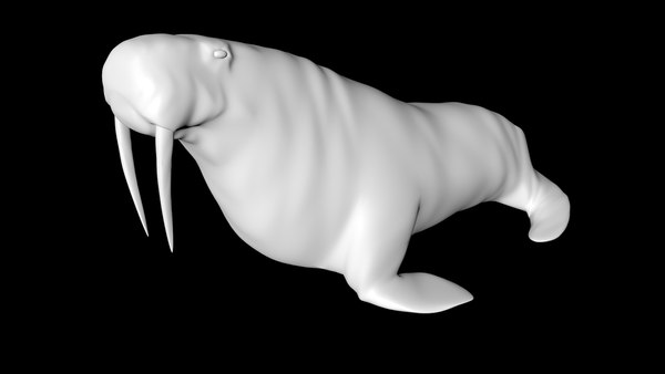 3D model walrus rigged - TurboSquid 1184162