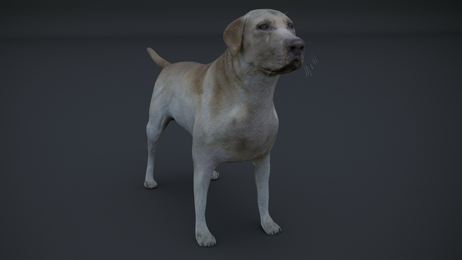 3D DogLabrador - TurboSquid 1804016