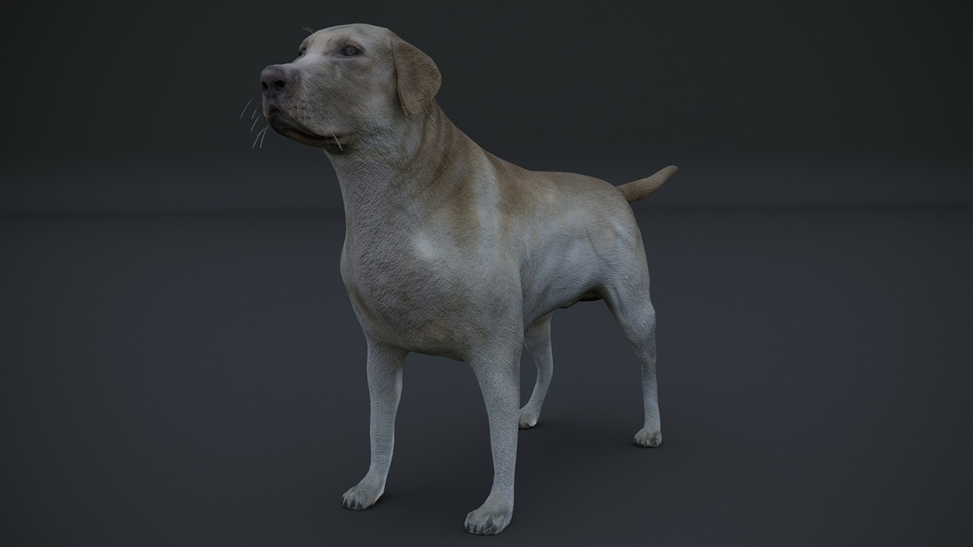 3D DogLabrador - TurboSquid 1804016