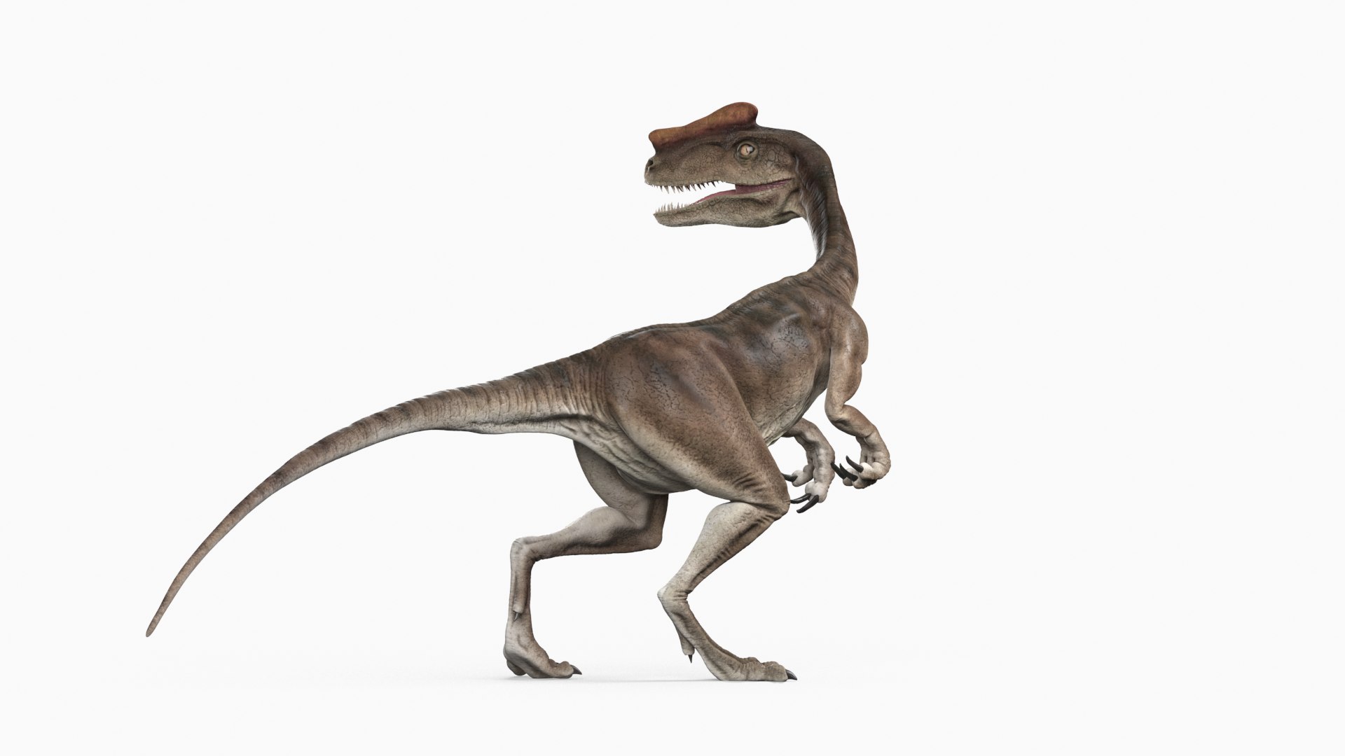 3D Proceratosaurus - Rigged And Animated Model - TurboSquid 1771915
