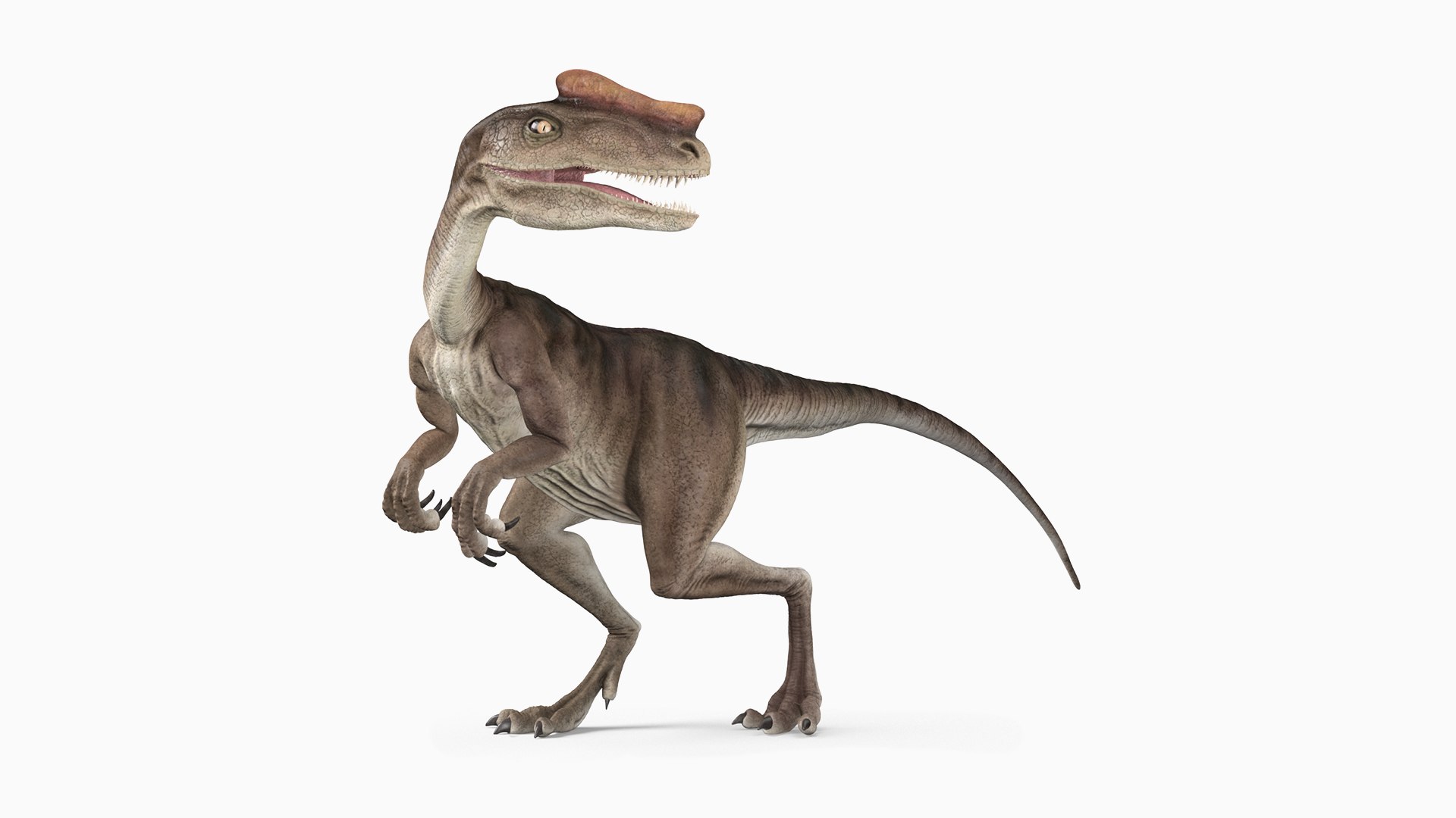 3D Proceratosaurus - Rigged and Animated model - TurboSquid 1771915