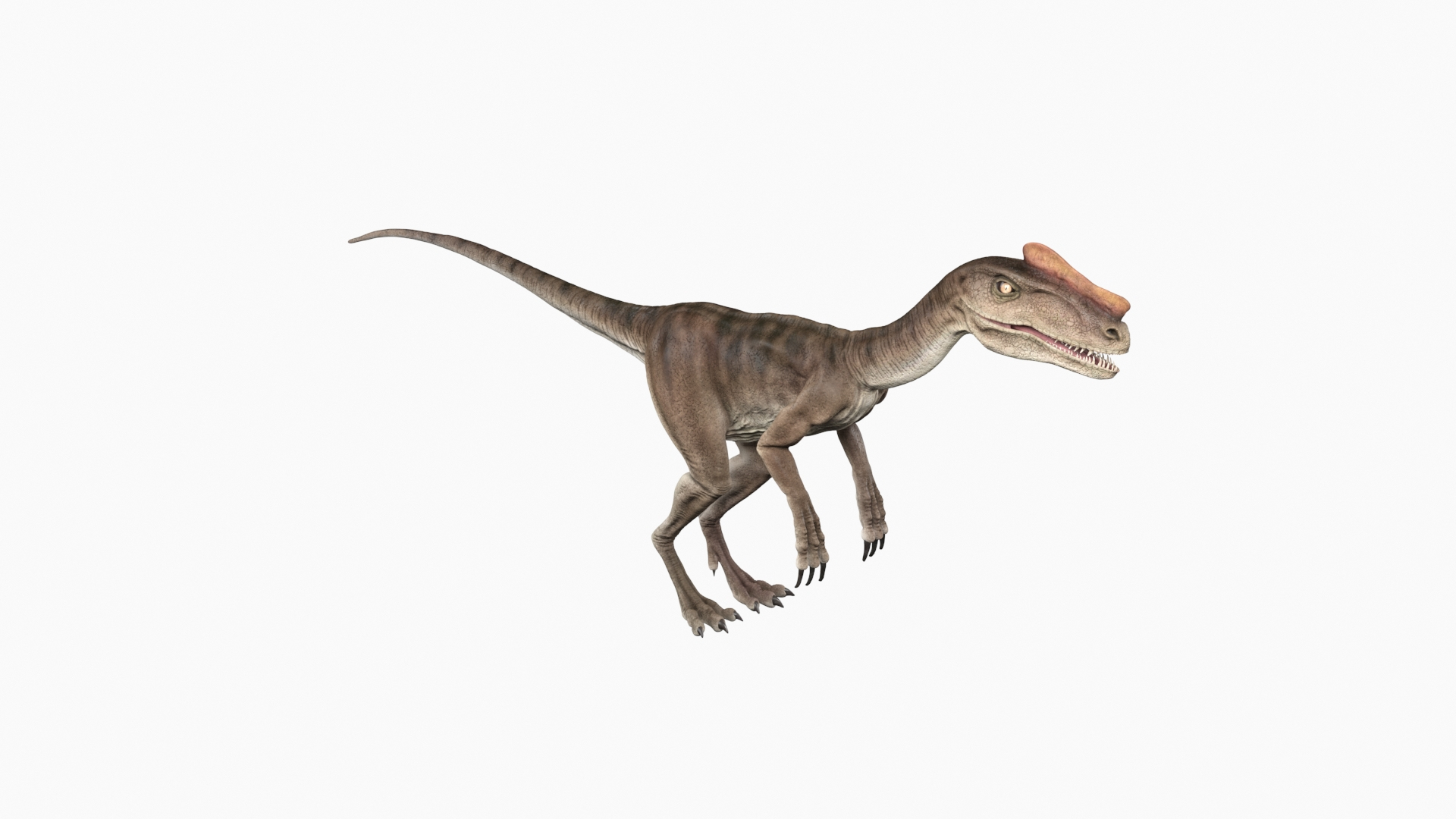 3D Proceratosaurus - Rigged And Animated Model - TurboSquid 1771915
