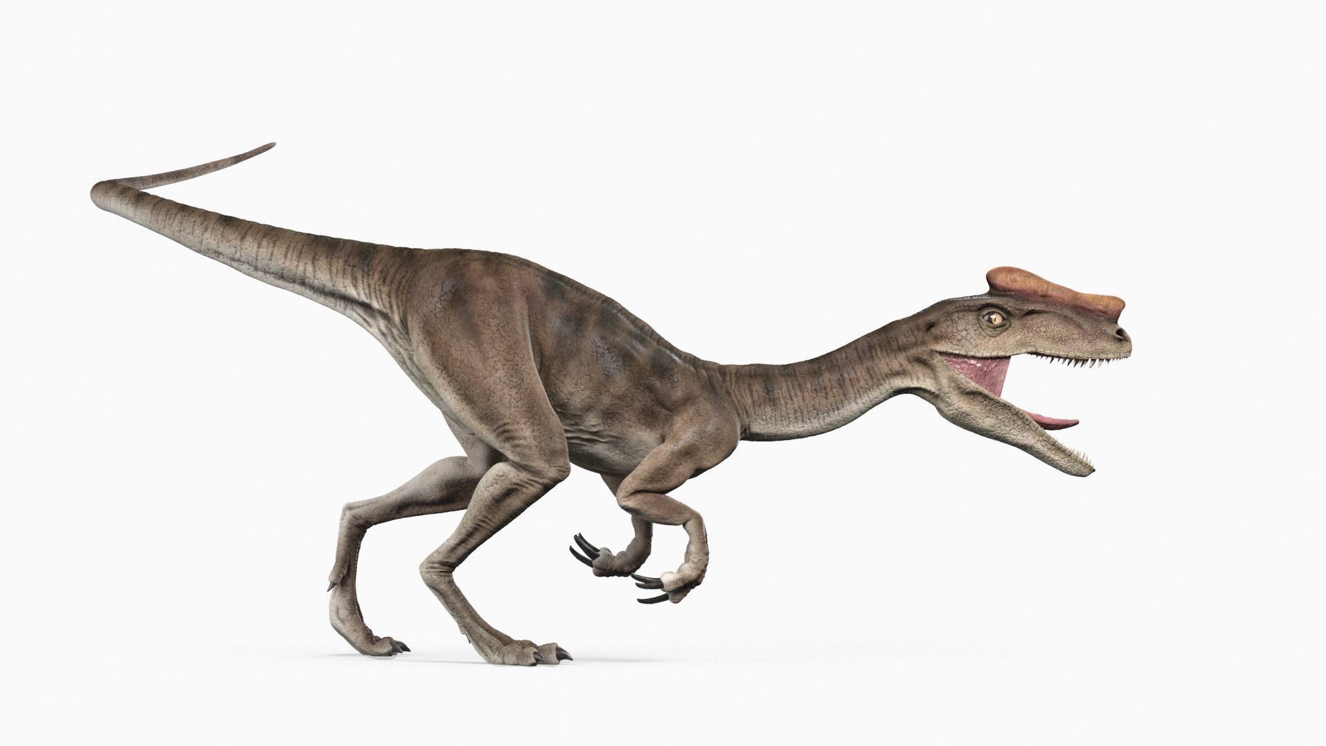 3D Proceratosaurus - Rigged And Animated Model - TurboSquid 1771915