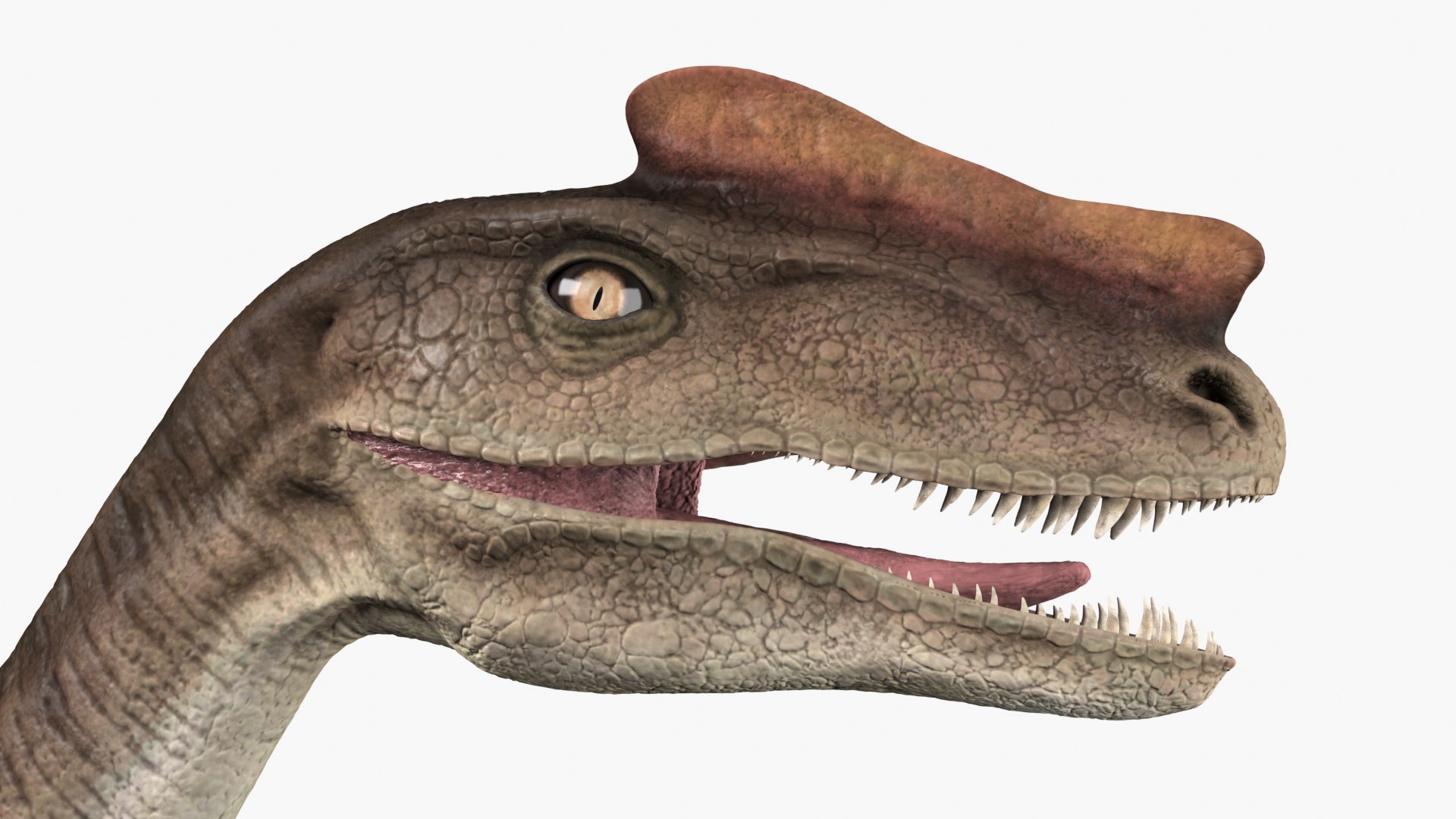 3D Proceratosaurus - Rigged And Animated Model - TurboSquid 1771915