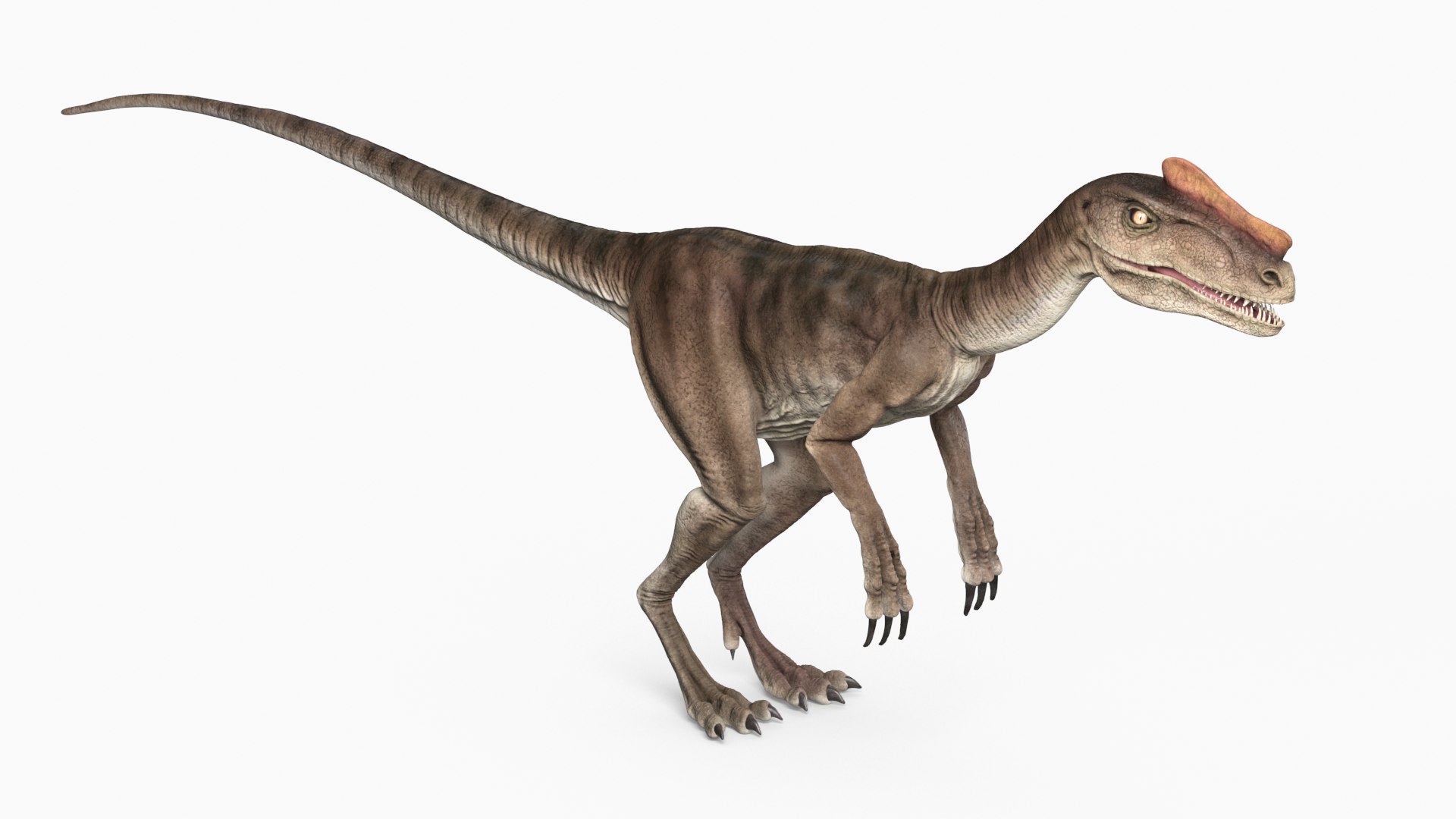 3D Proceratosaurus - Rigged And Animated Model - TurboSquid 1771915