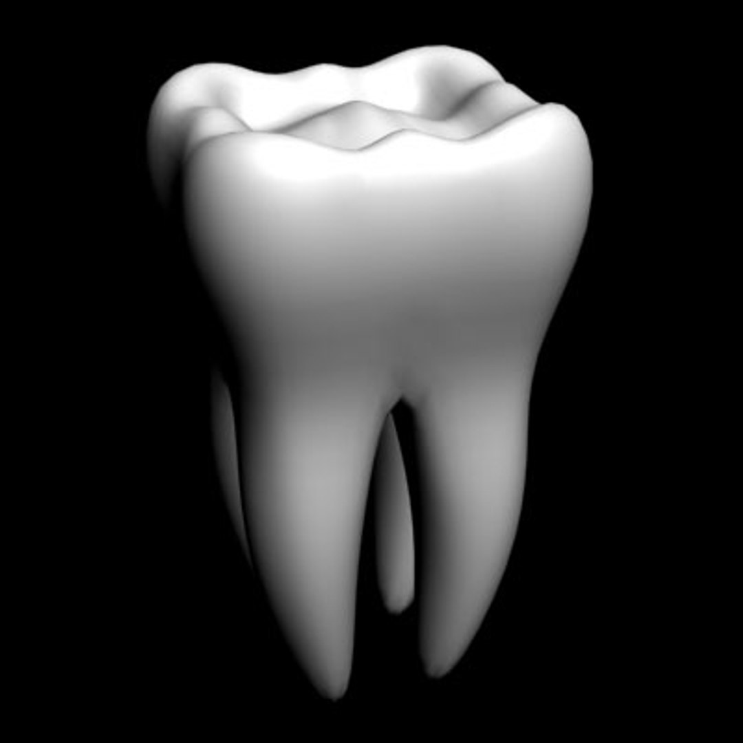 3d Human Tooth Model