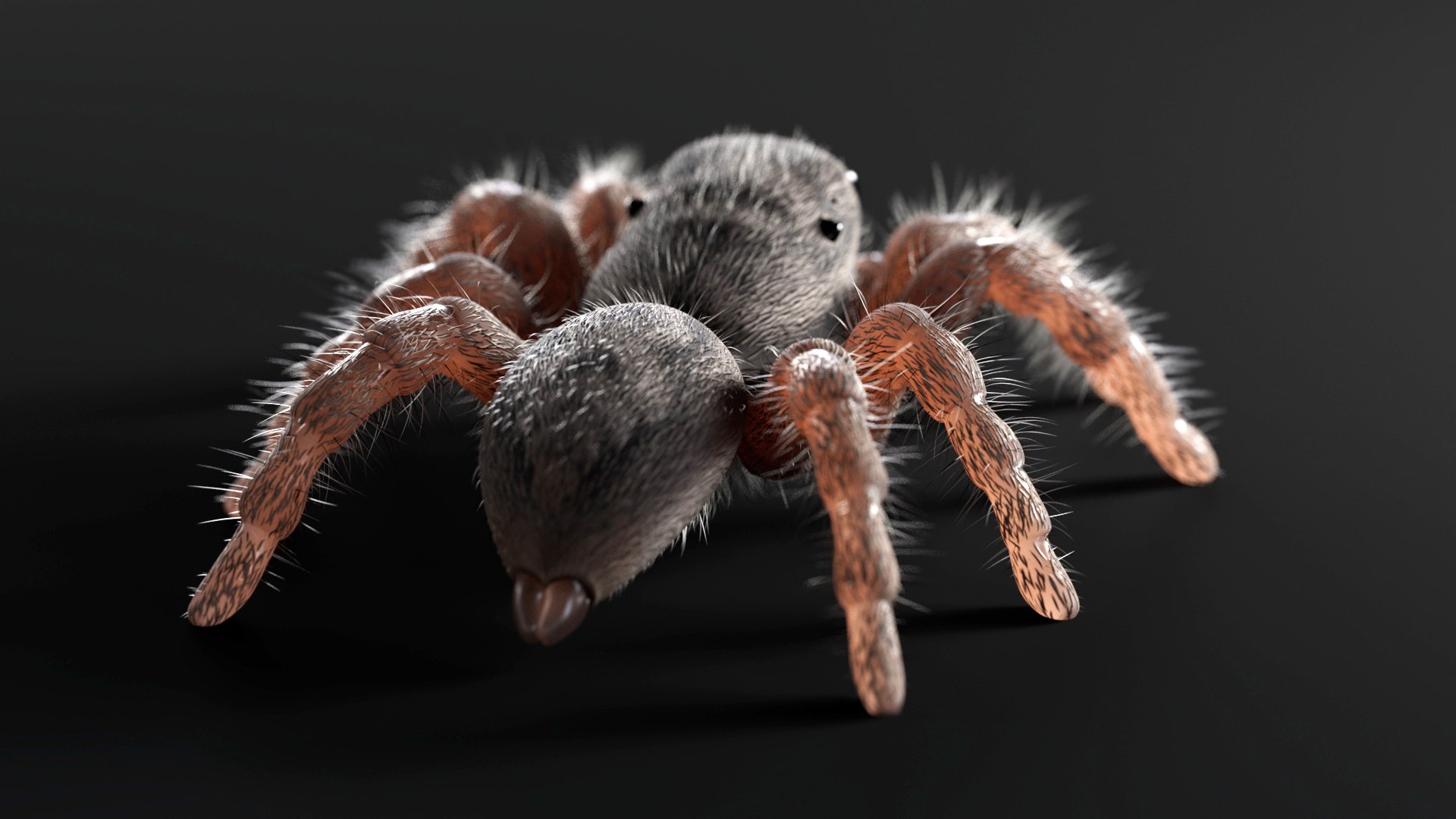 Jumping Spider 3D - TurboSquid 2169991