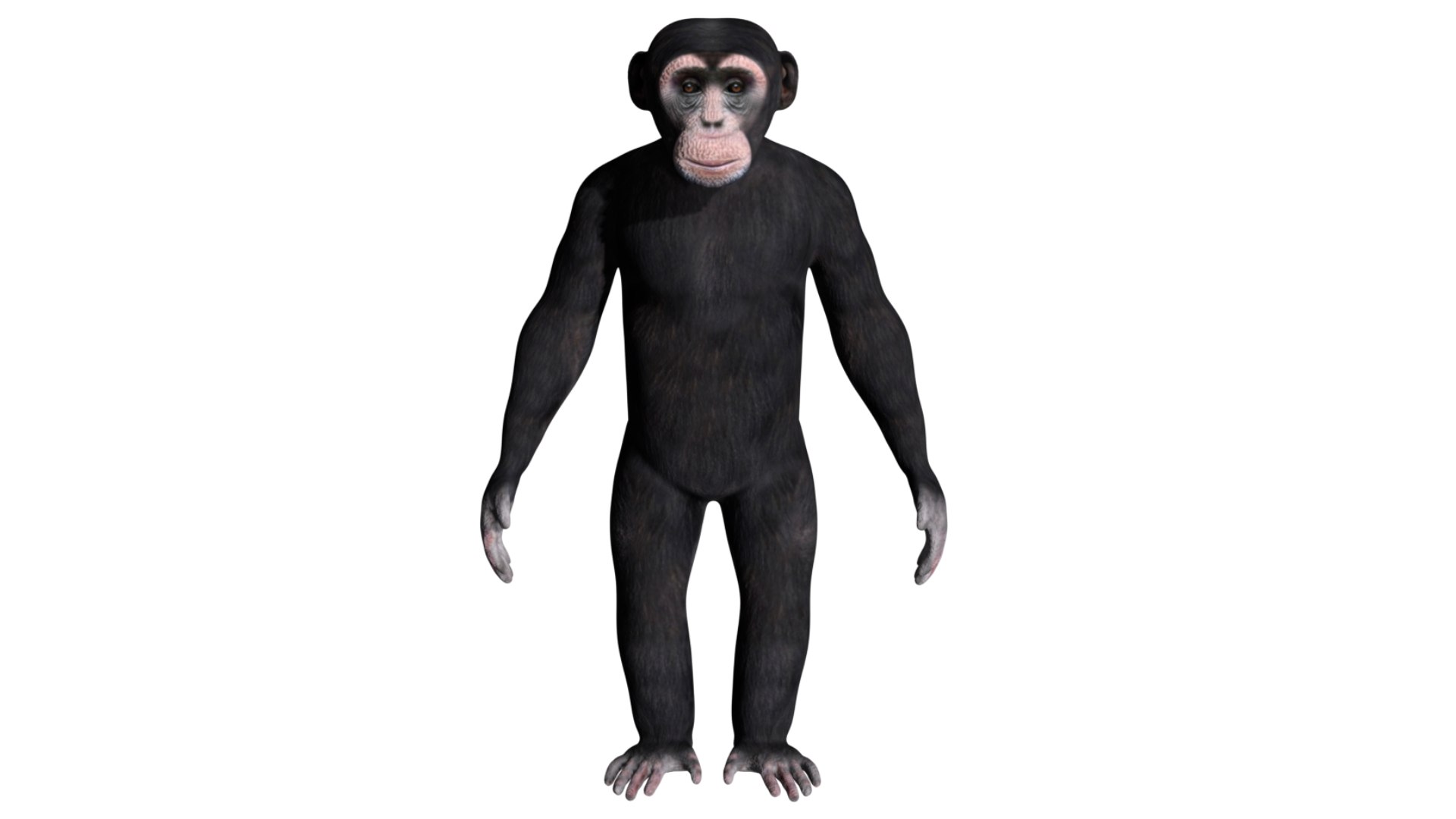 3D Rigged Primate Forest Animal Ape Collection Model - TurboSquid 1754392