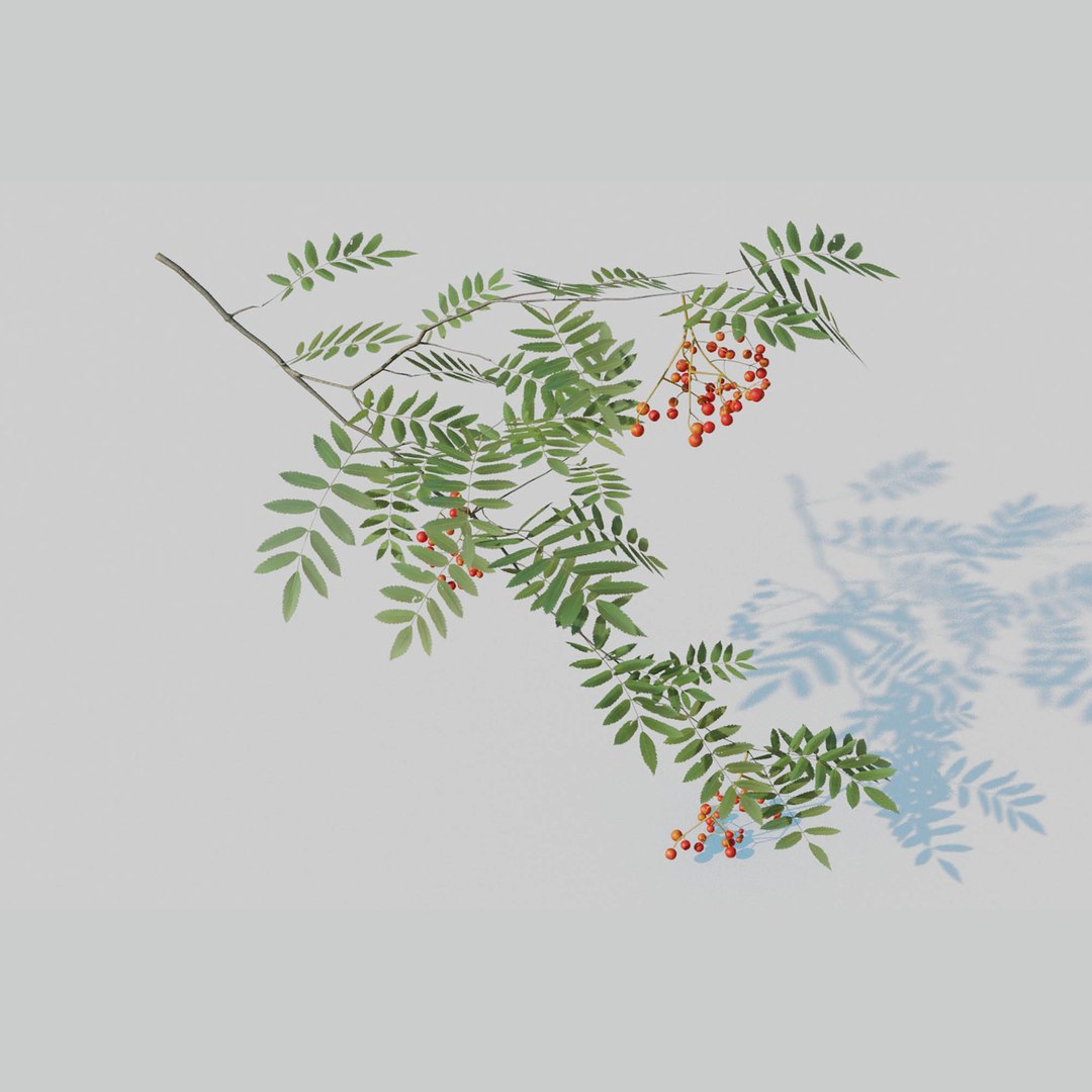 3D Mountain Ash Branch Pack Model - TurboSquid 1821461