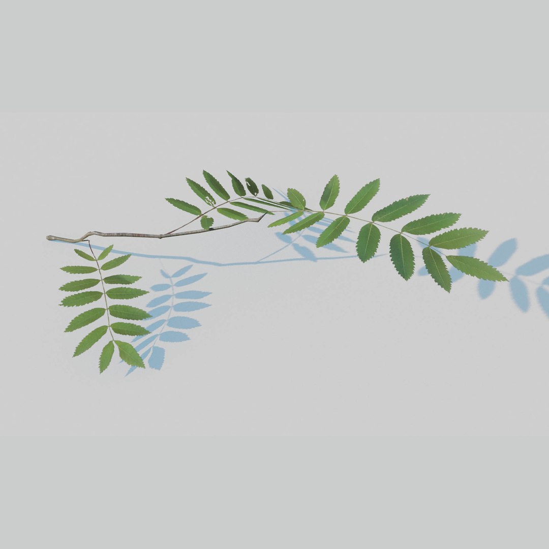 3D Mountain Ash Branch Pack Model - TurboSquid 1821461