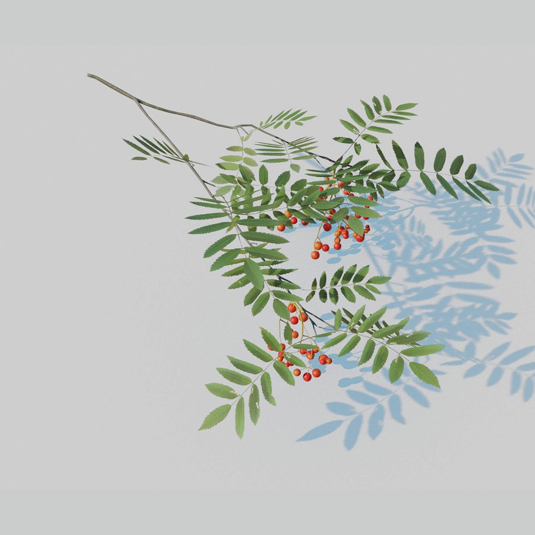 3D Mountain Ash Branch Pack Model - TurboSquid 1821461