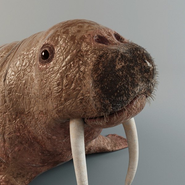 3d walrus