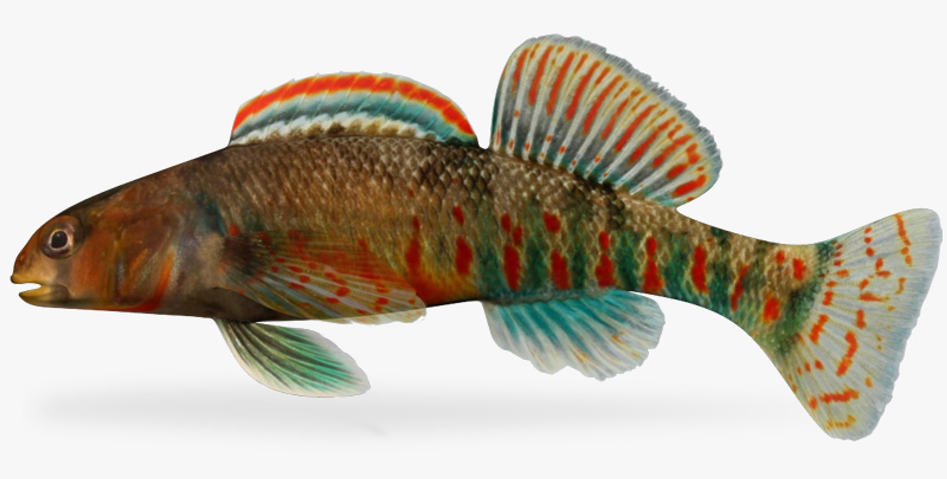 darter fish 3d model