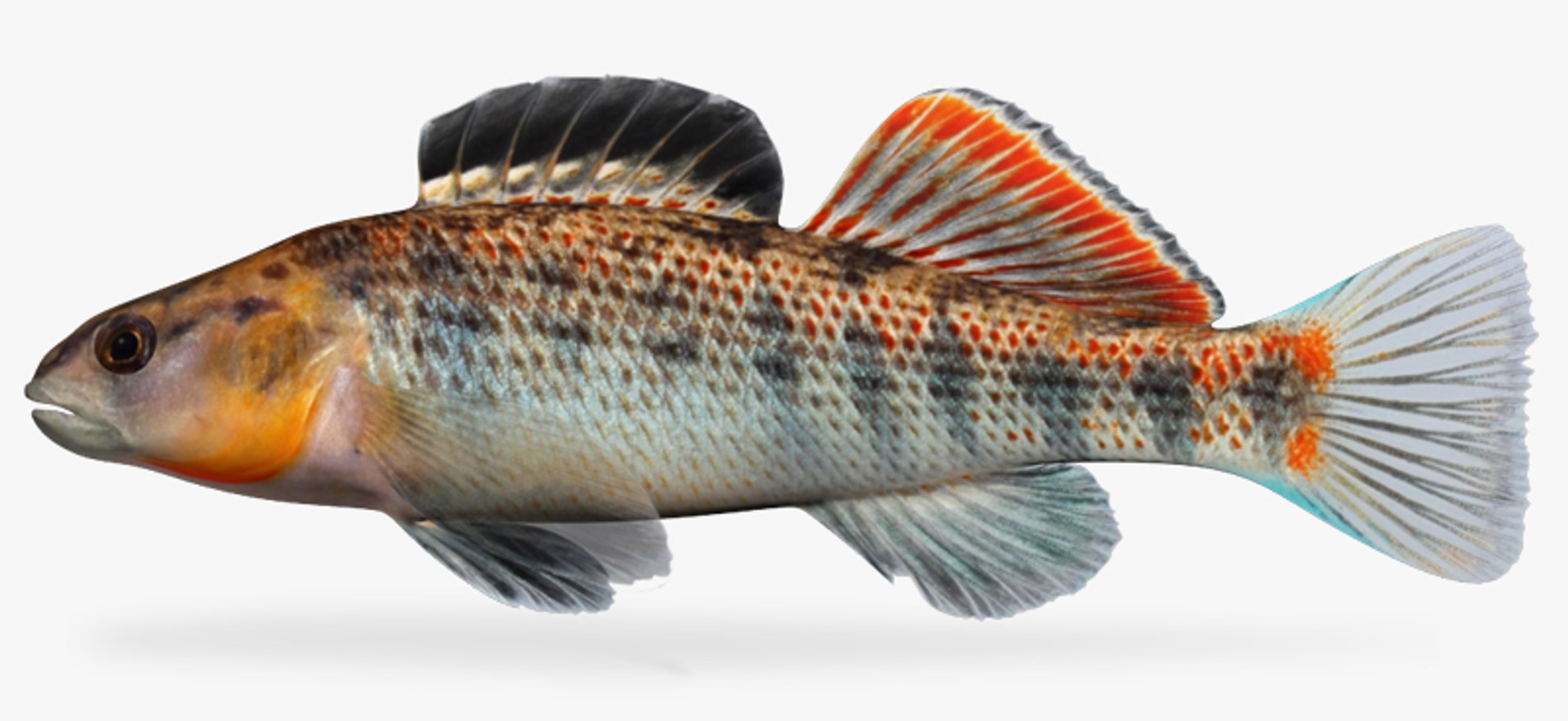 Darter Fish 3d Model
