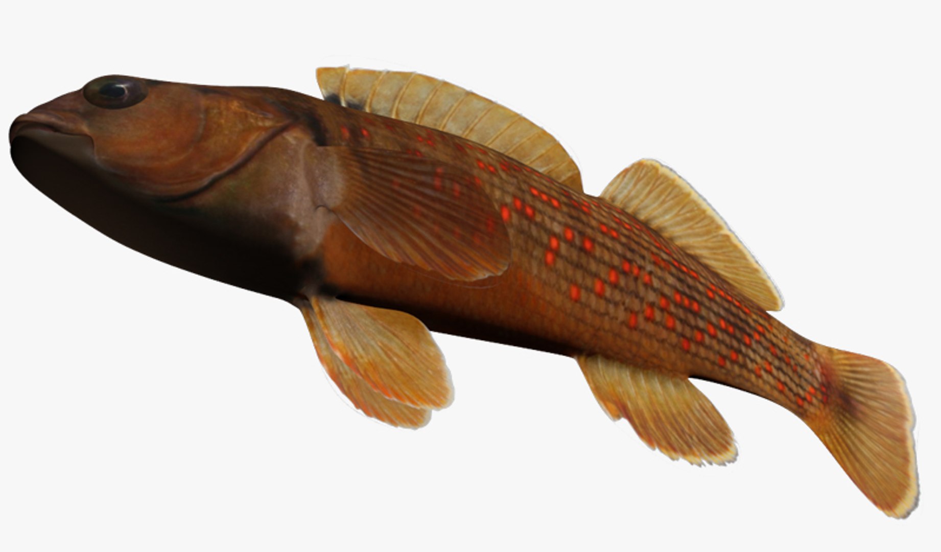 Darter Fish 3d Model