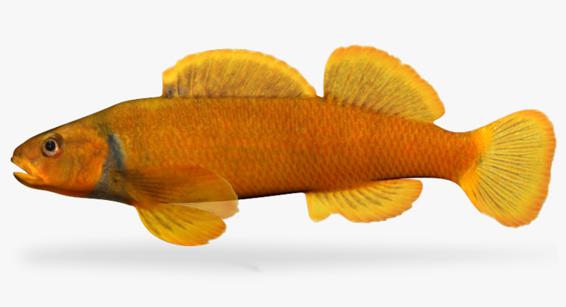 Darter Fish 3d Model