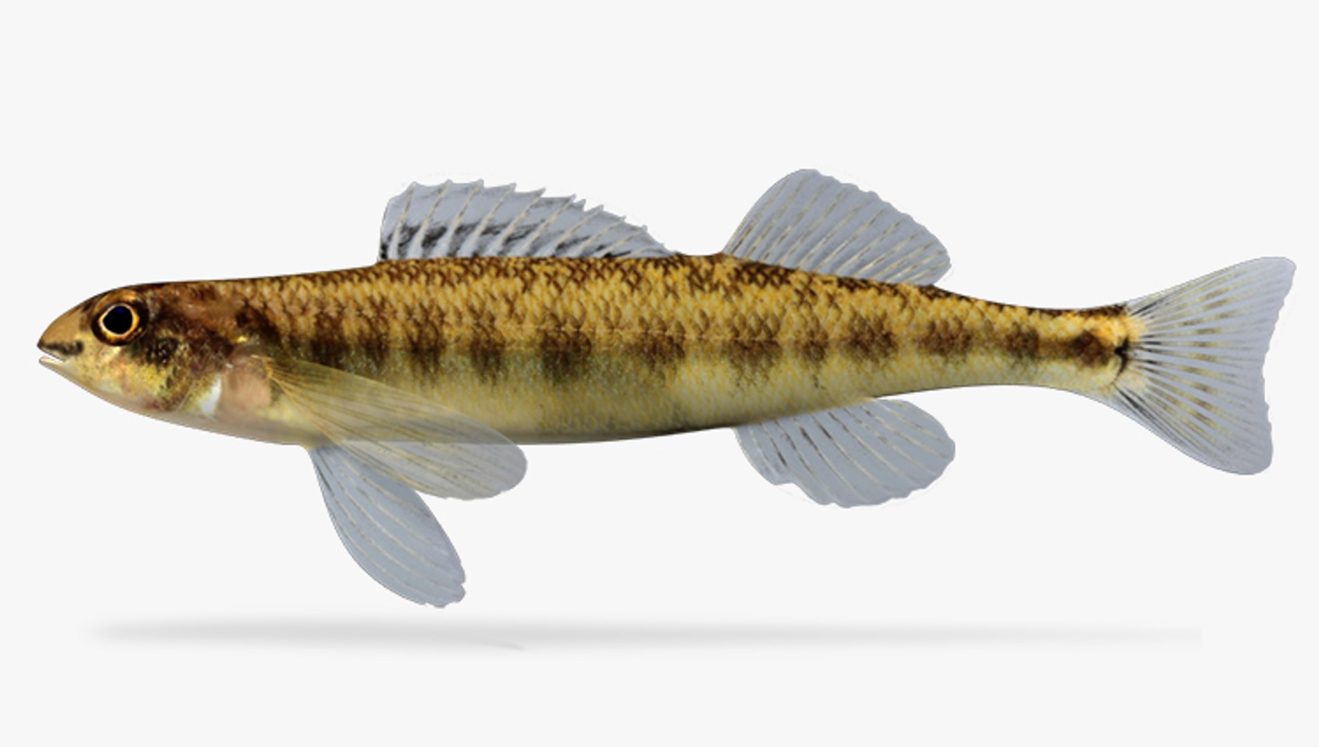 Darter Fish 3d Model