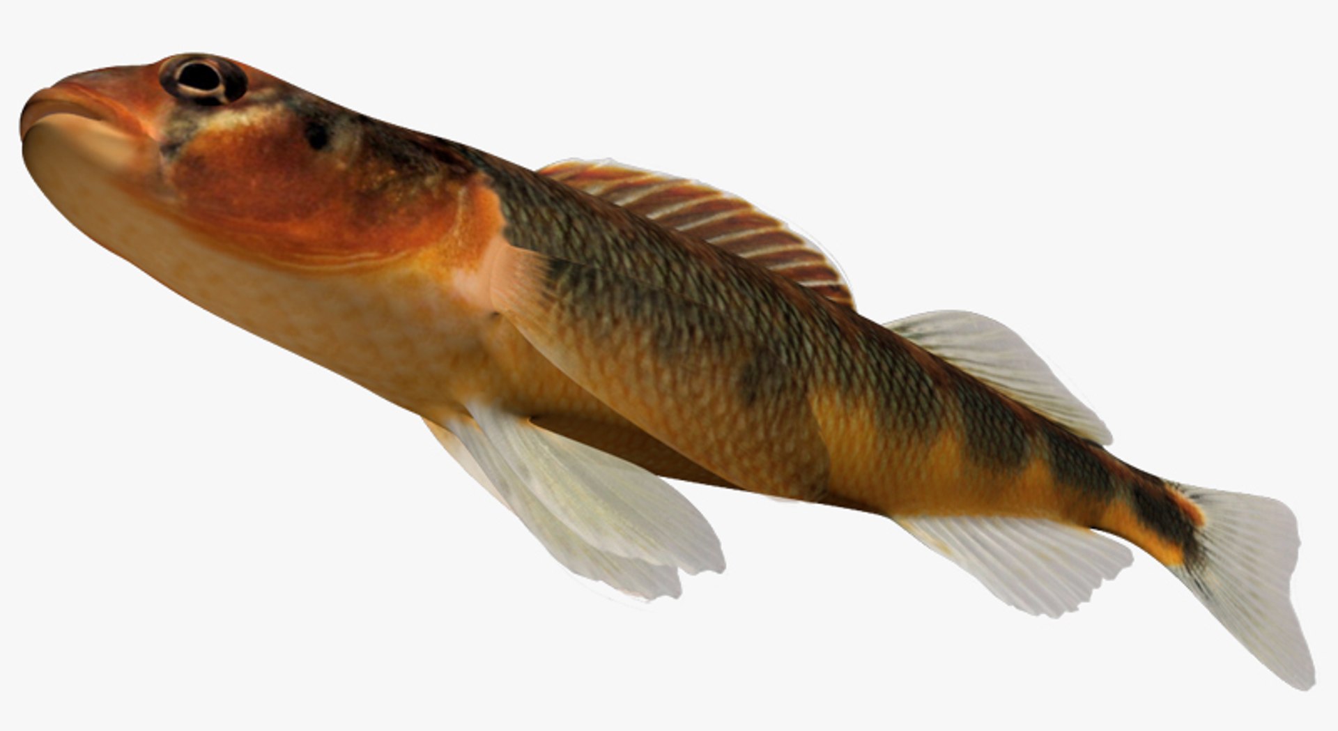 Darter Fish 3d Model