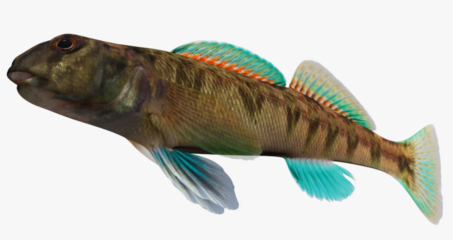 Darter Fish 3d Model