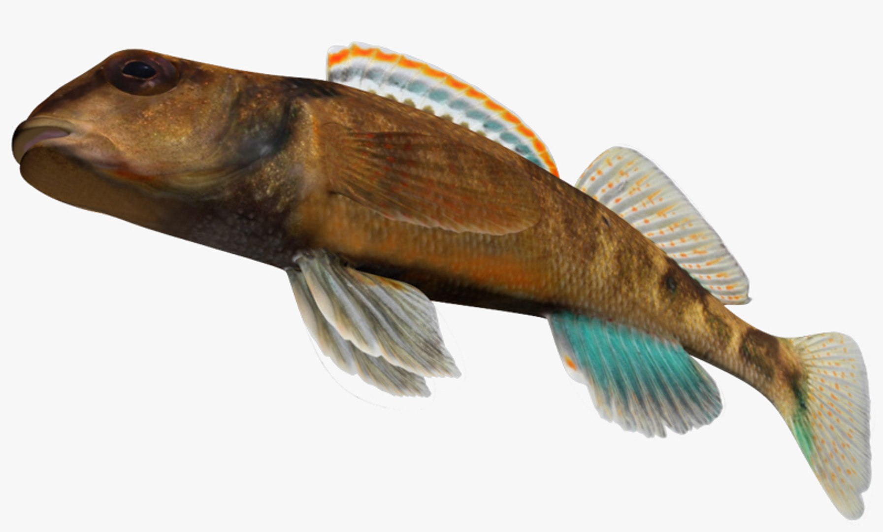 Darter Fish 3d Model