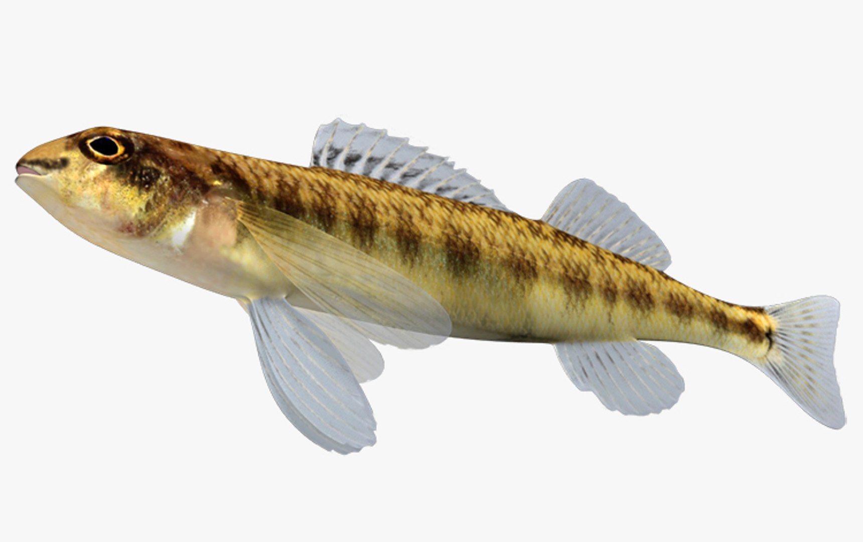 Darter Fish 3d Model