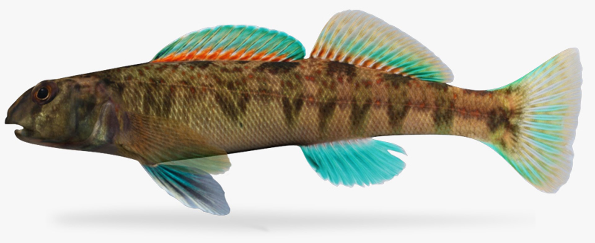 Darter Fish 3d Model