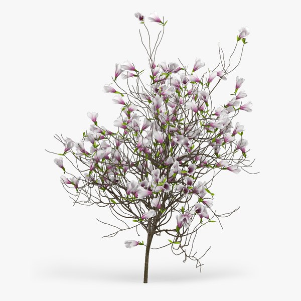 3D Magnolia Models | TurboSquid