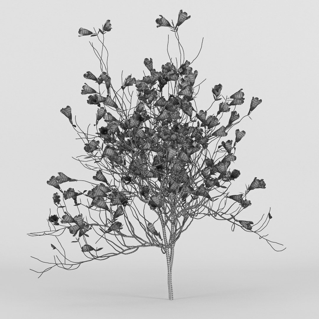Magnolia Flower 3d Model