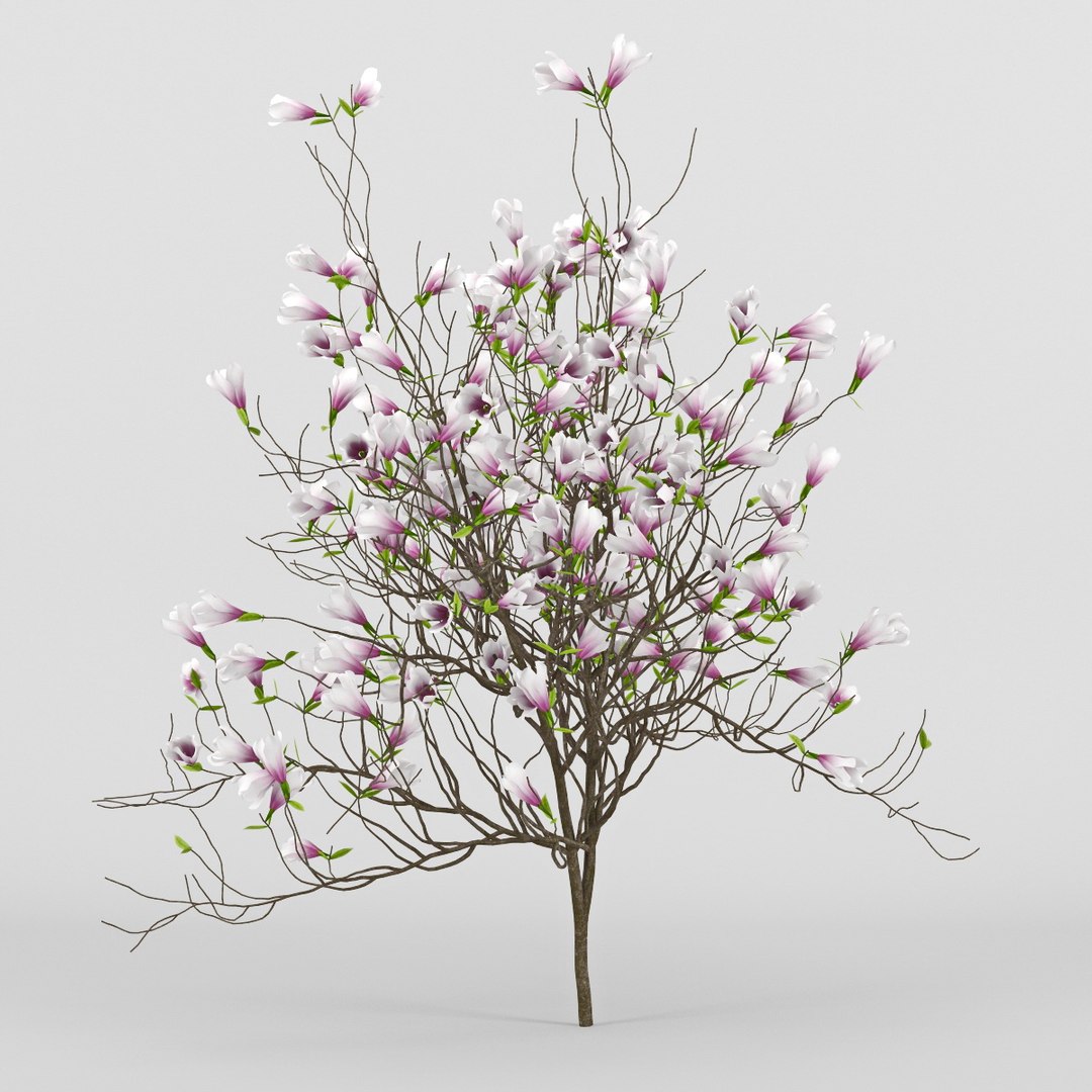 Magnolia Flower 3d Model