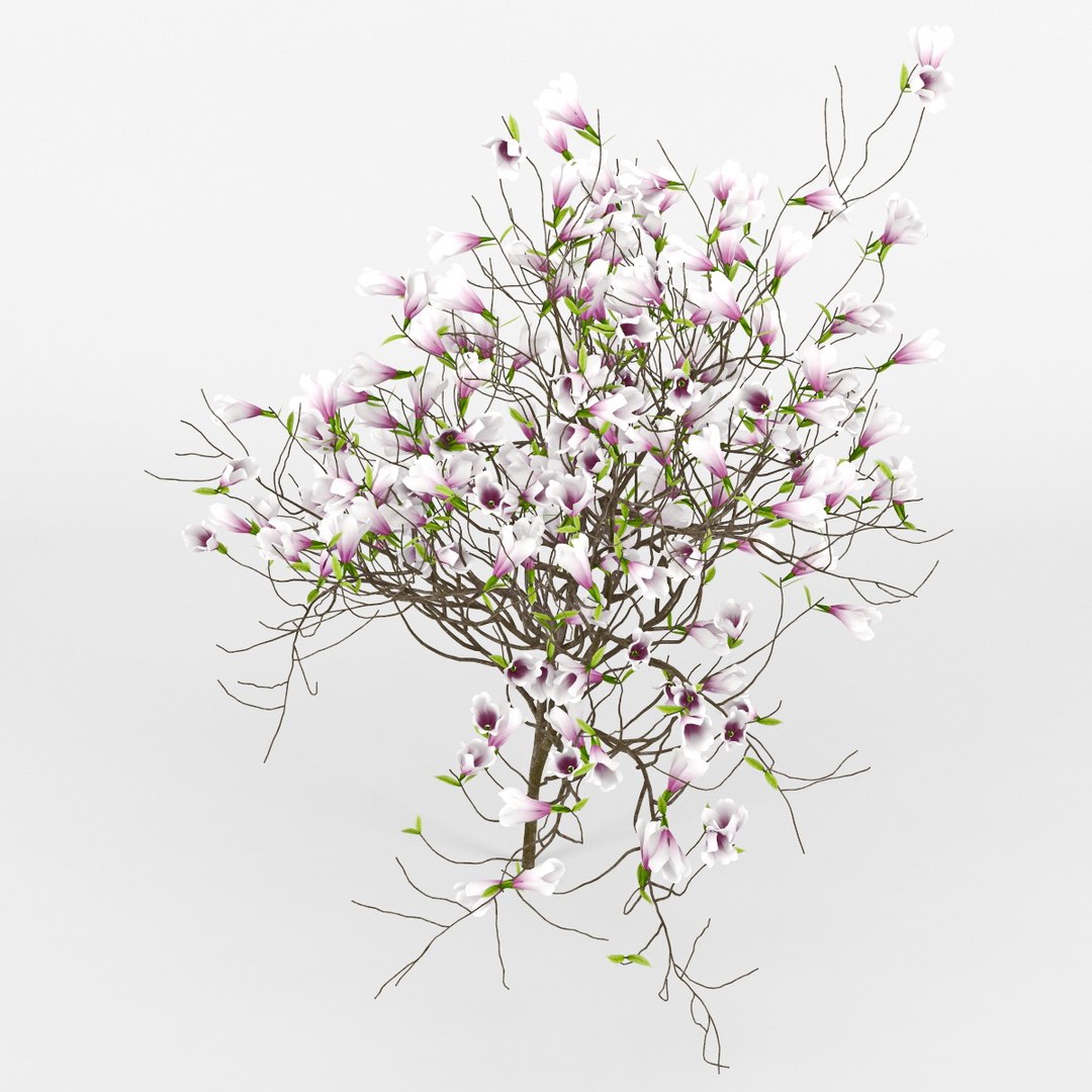 Magnolia Flower 3d Model