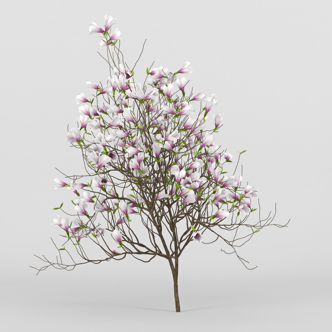 Magnolia Flower 3d Model