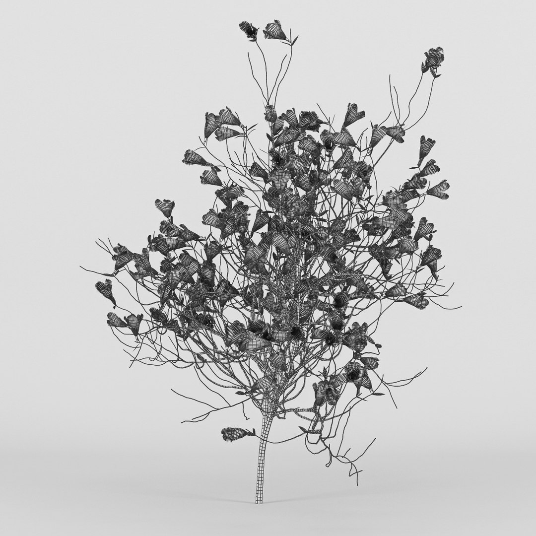 Magnolia Flower 3d Model