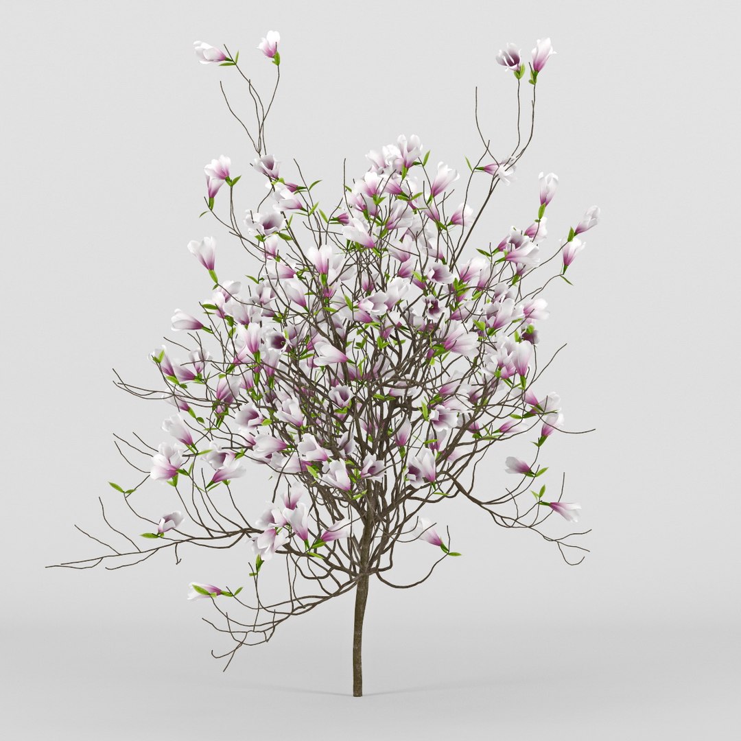Magnolia Flower 3d Model