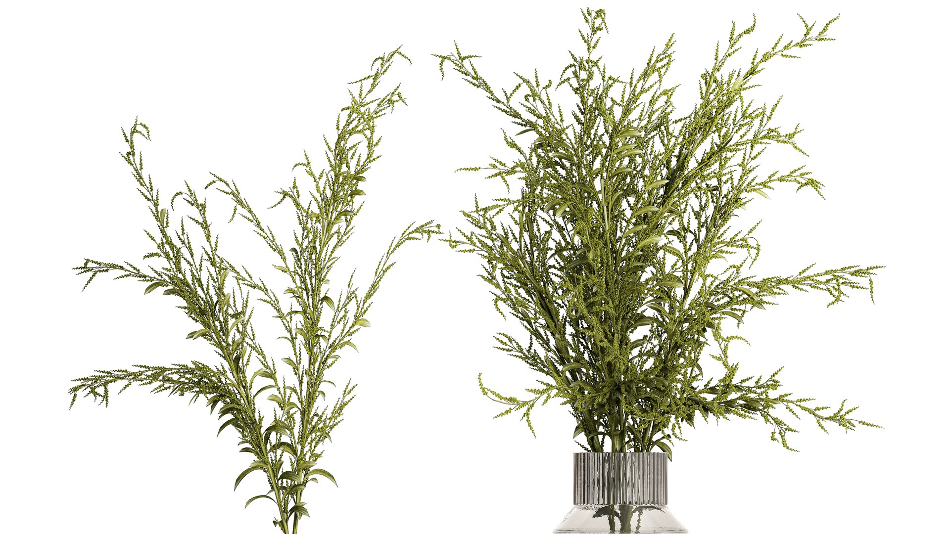 3D Bouquets Of Green Branches Of Solidago Flowers In A Vase 402 ...