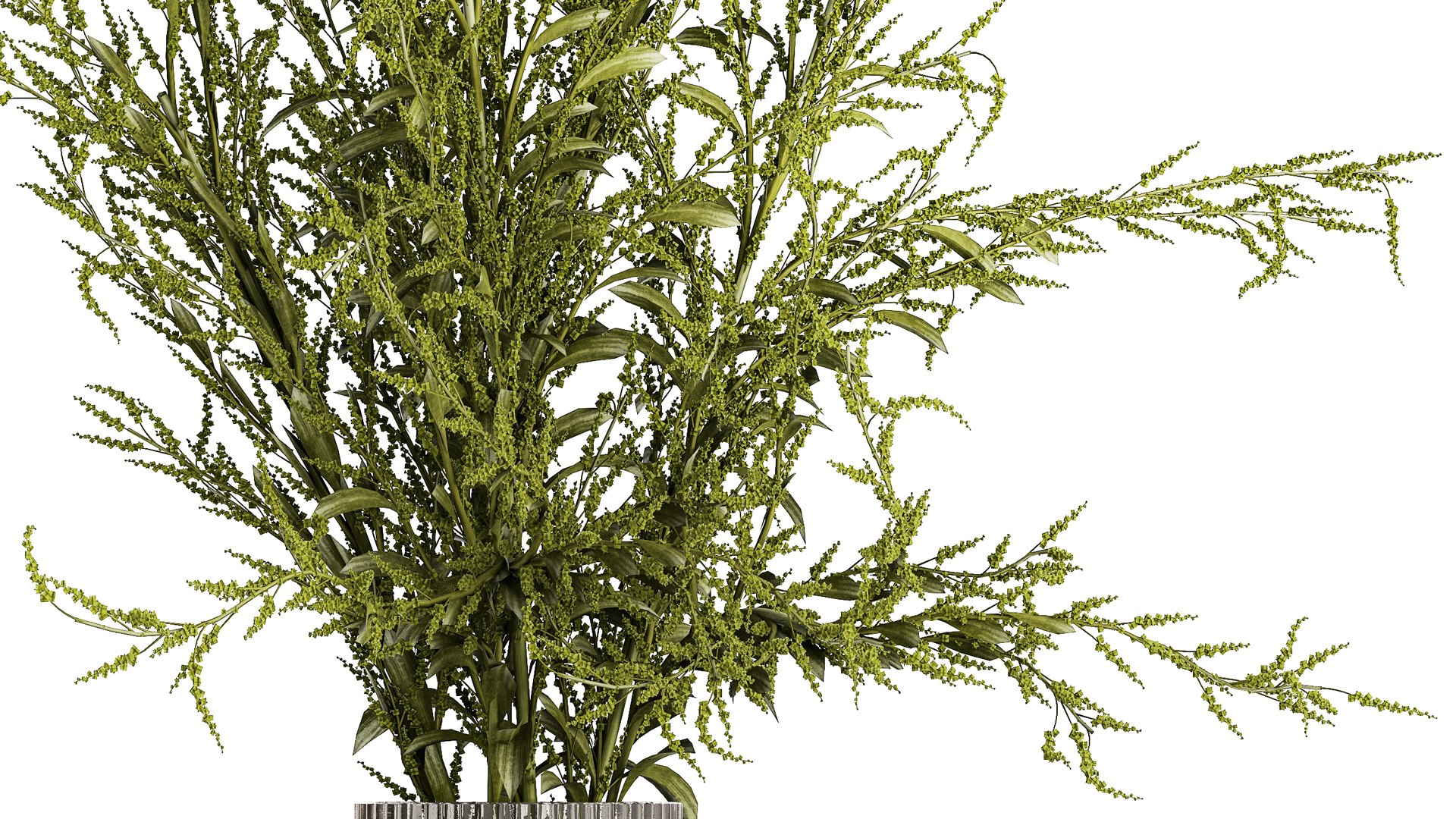 3D Bouquets Of Green Branches Of Solidago Flowers In A Vase 402 ...