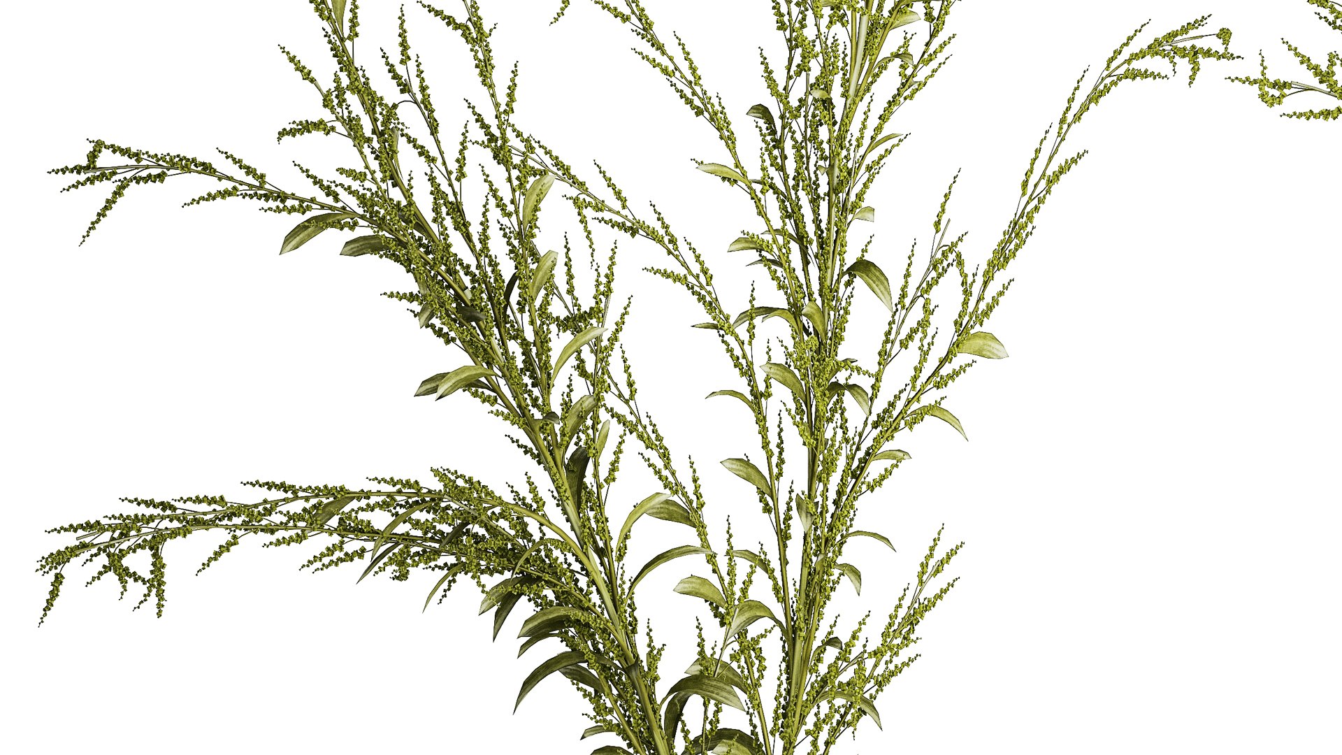 3D Bouquets Of Green Branches Of Solidago Flowers In A Vase 402 ...