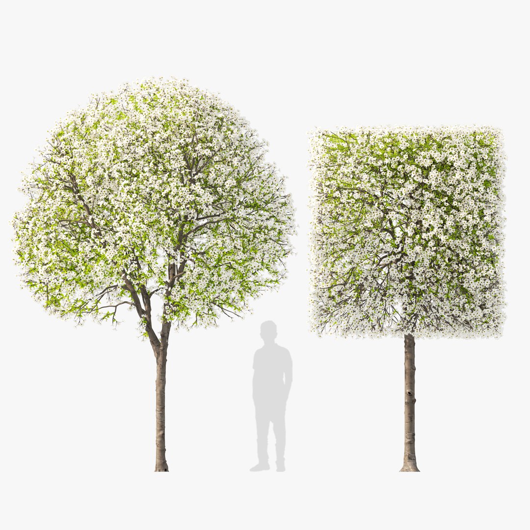 Pear Tree 05 3D Model - TurboSquid 2408969