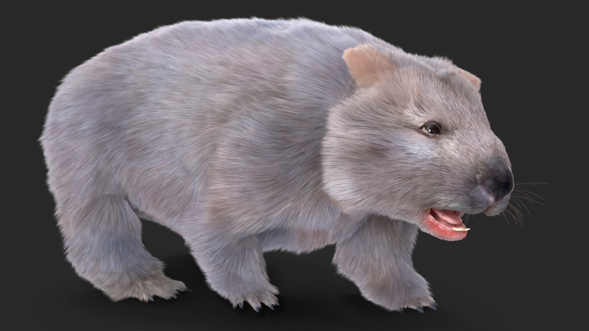 Wombat Grey Fur Rigged 3D Model - TurboSquid 2099521