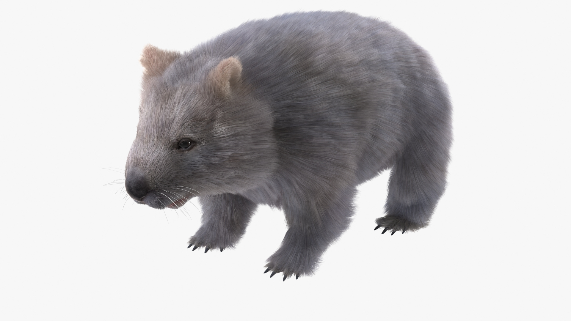 Wombat Grey Fur Rigged 3D Model - TurboSquid 2099521
