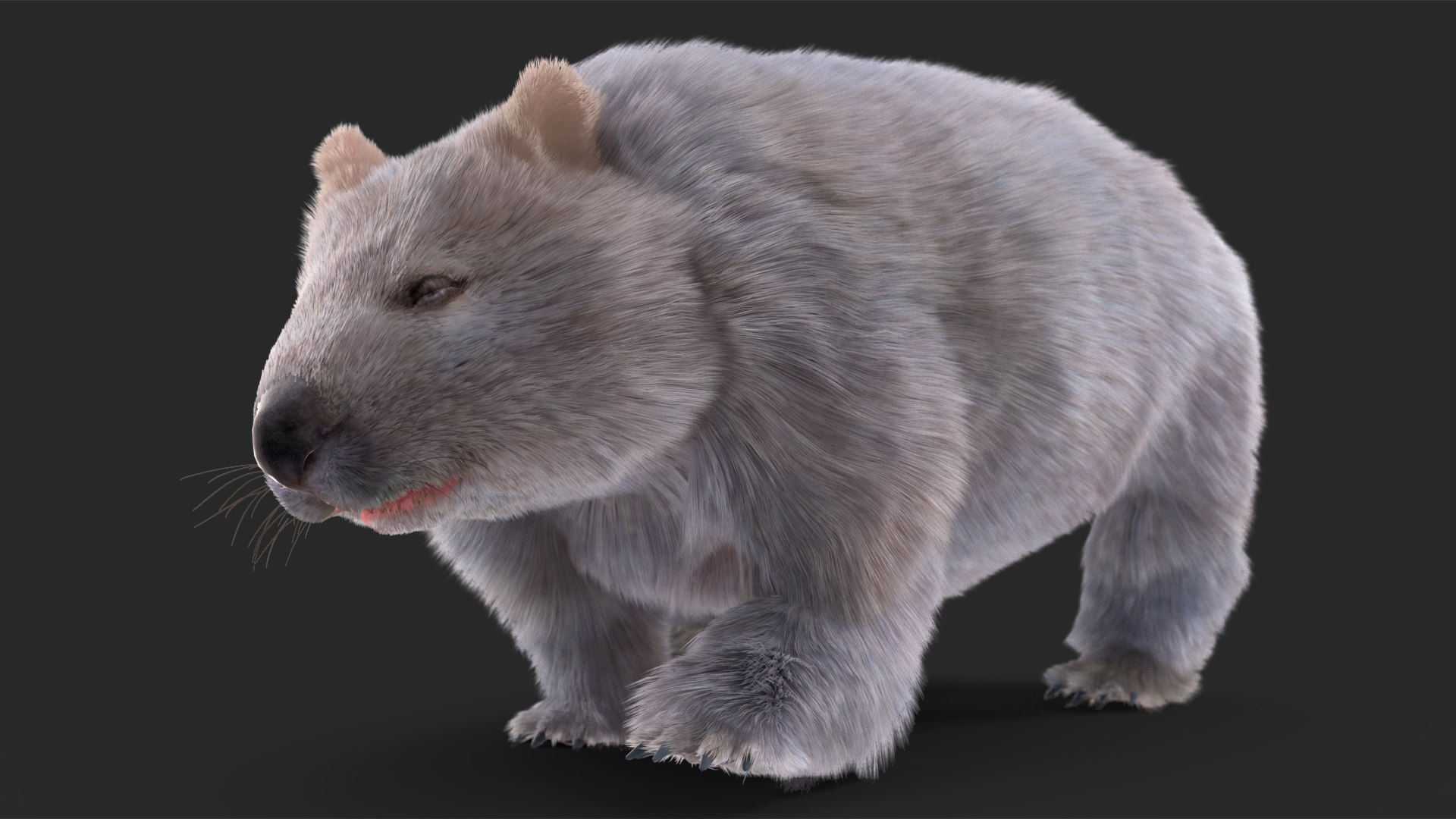 Wombat Grey Fur Rigged 3D Model - TurboSquid 2099521