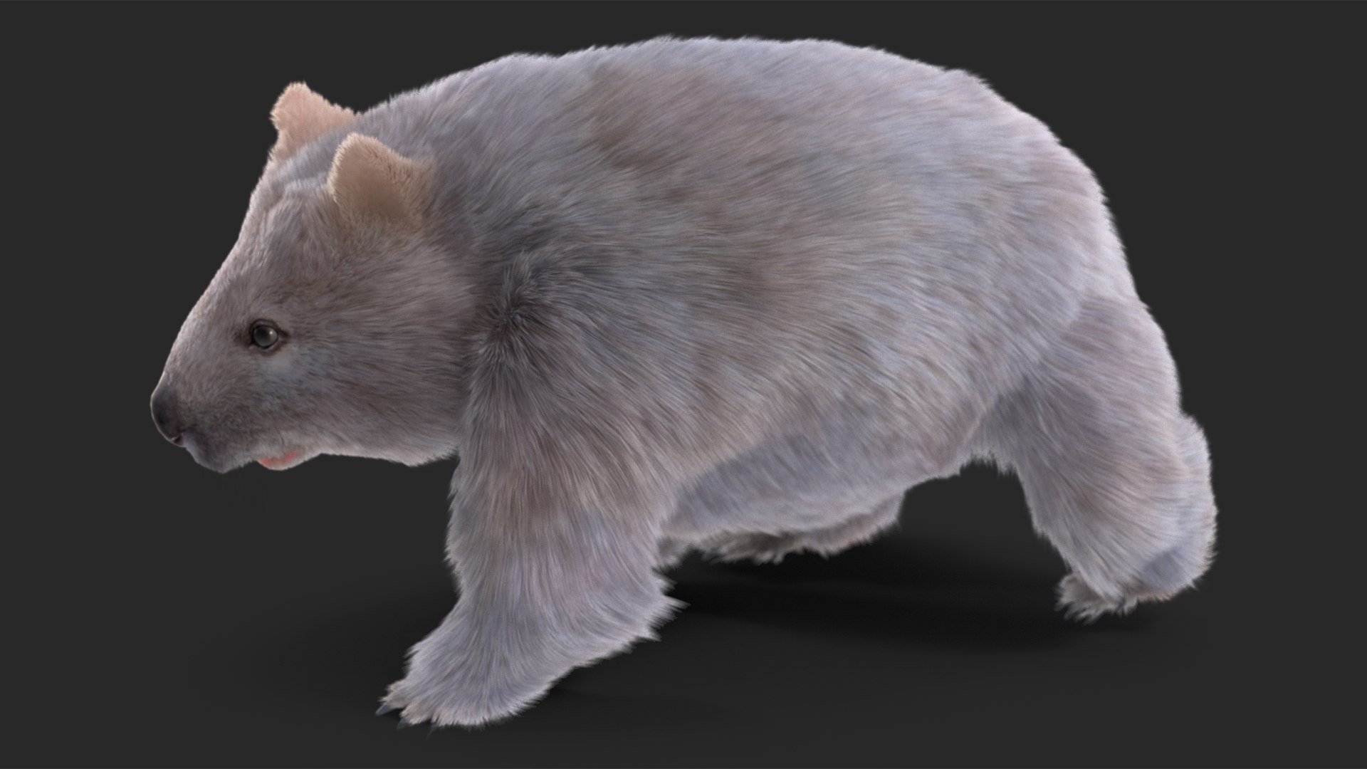 Wombat Grey Fur Rigged 3D Model - TurboSquid 2099521
