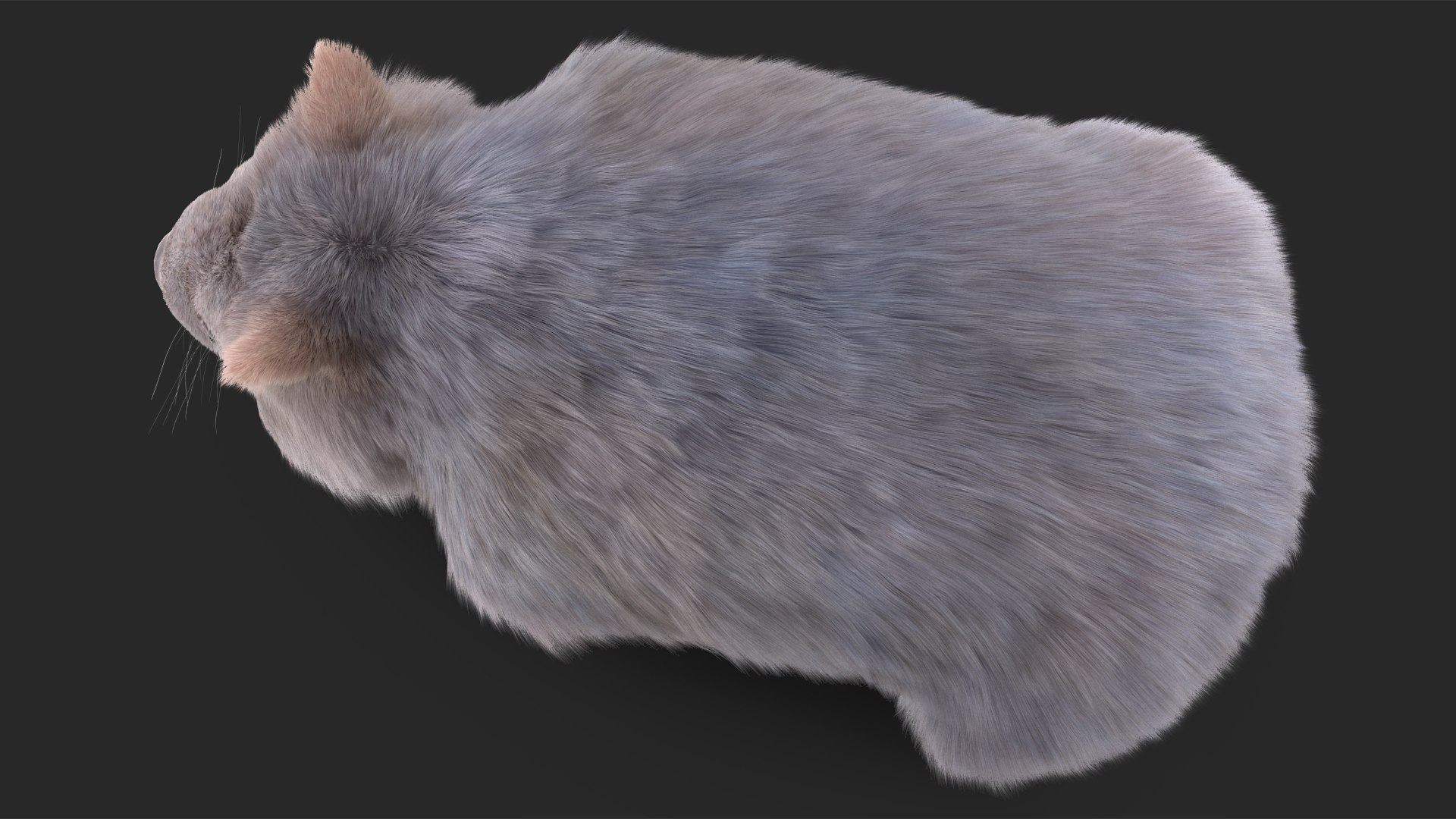 Wombat Grey Fur Rigged 3D Model - TurboSquid 2099521